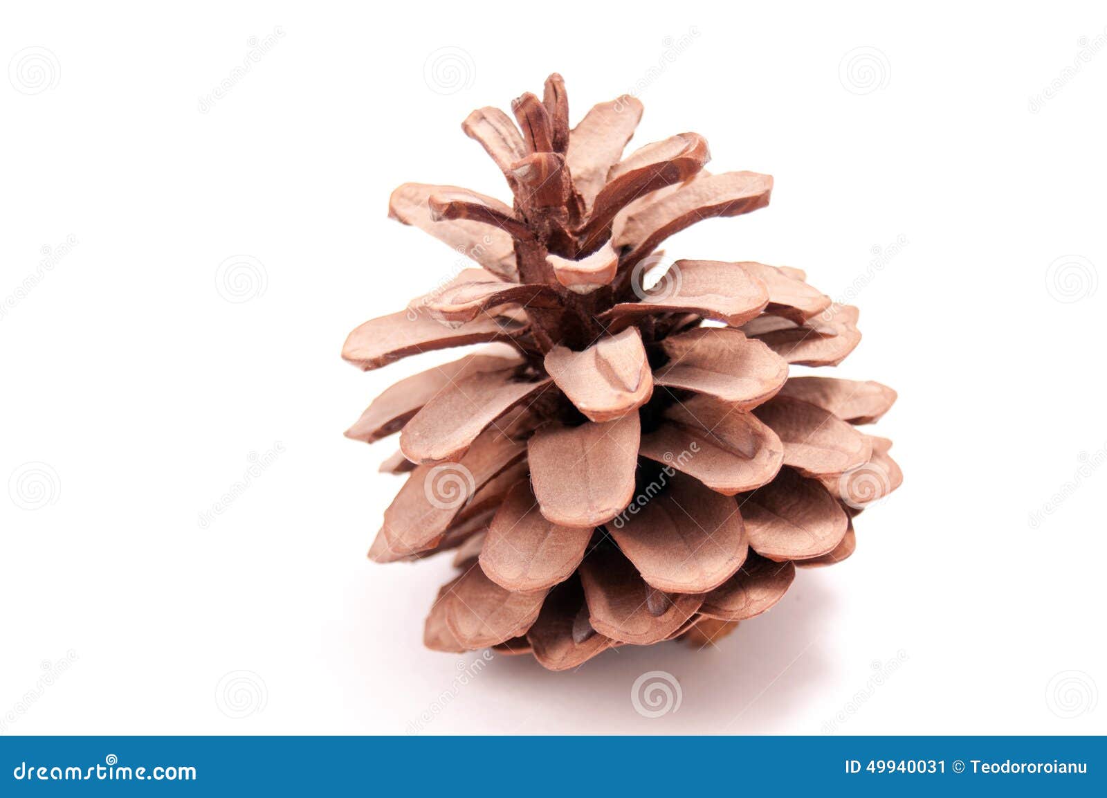Opened fir cone stock image. Image of cones, holiday - 49940031