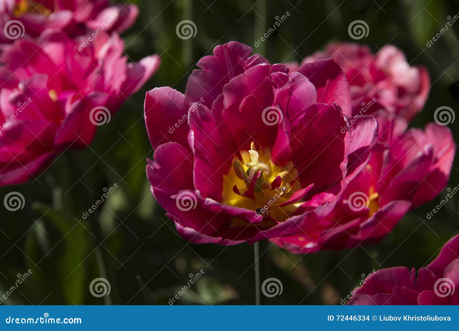 Opened flower stock photo. Image of purple, background - 72446334