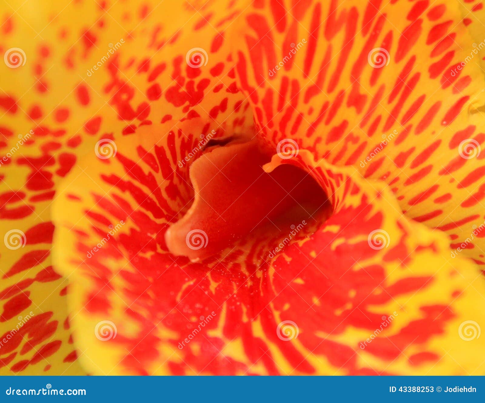 Opened flower petal stock image. Image of pink, opening - 43388253