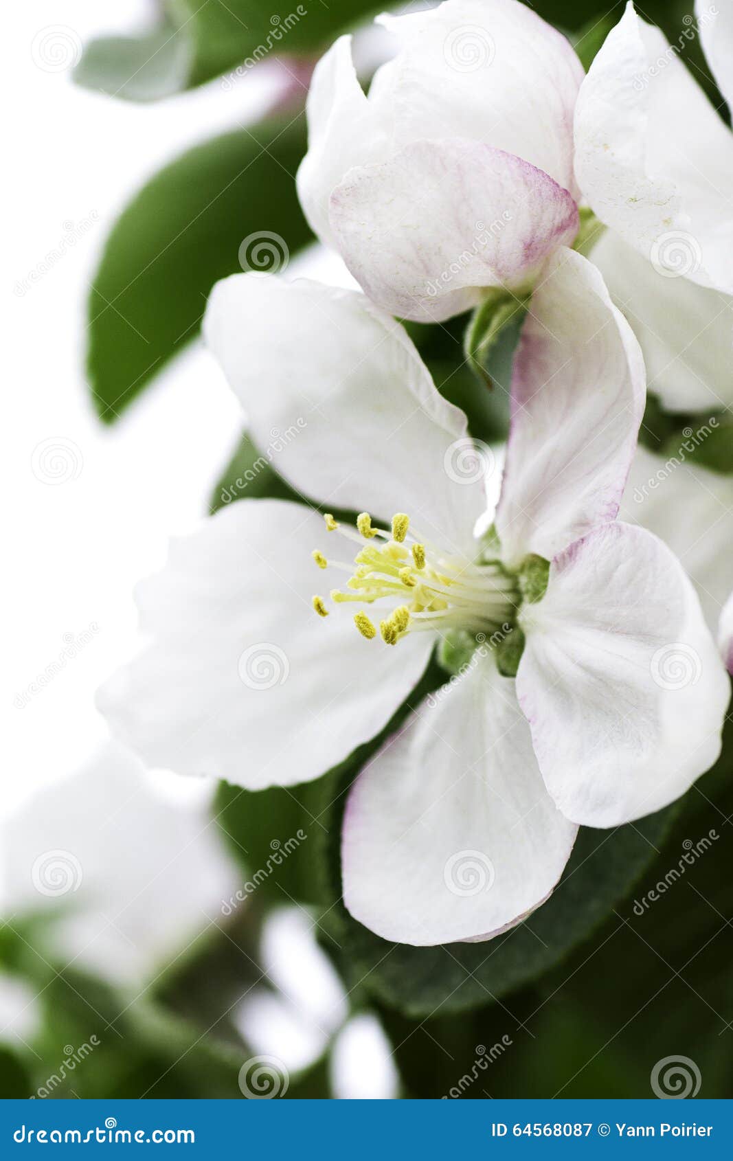 Opened flower stock image. Image of floral, blooming - 64568087