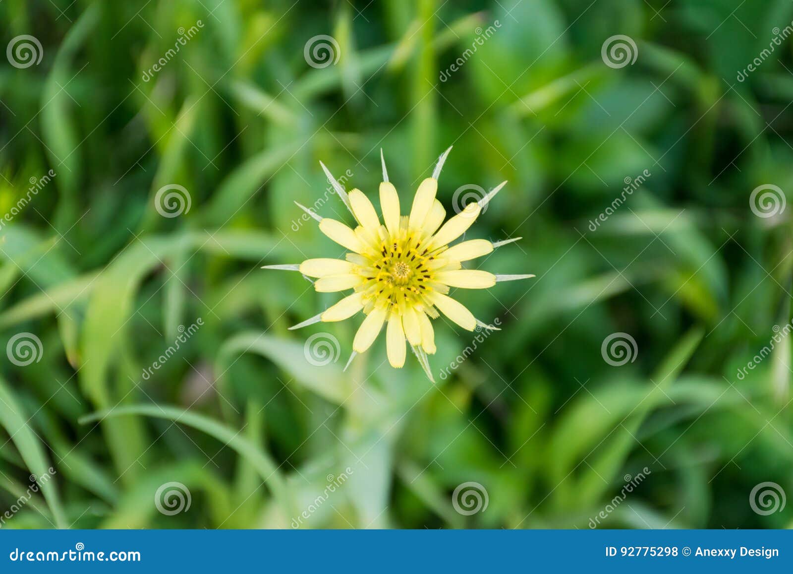 Opened flower stock photo. Image of nature, landscape - 92775298