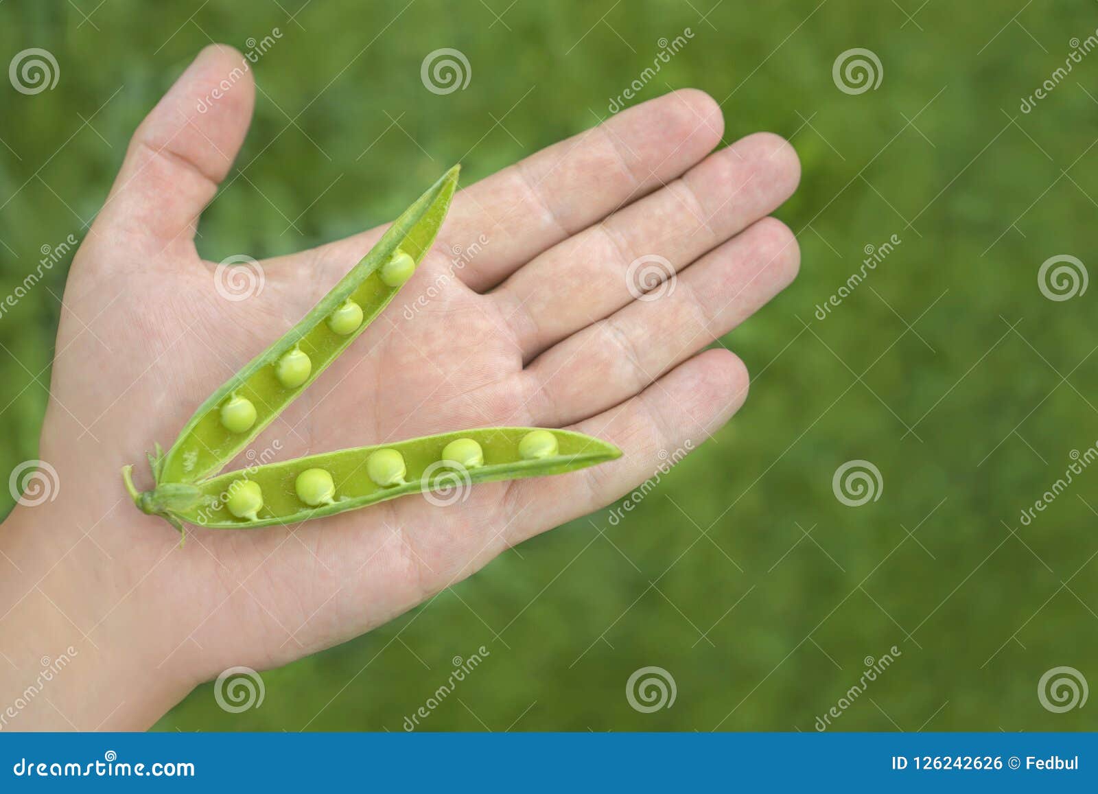 Opened Fresh Green Pea Pod with Peas on Palm Stock Photo - Image of ...