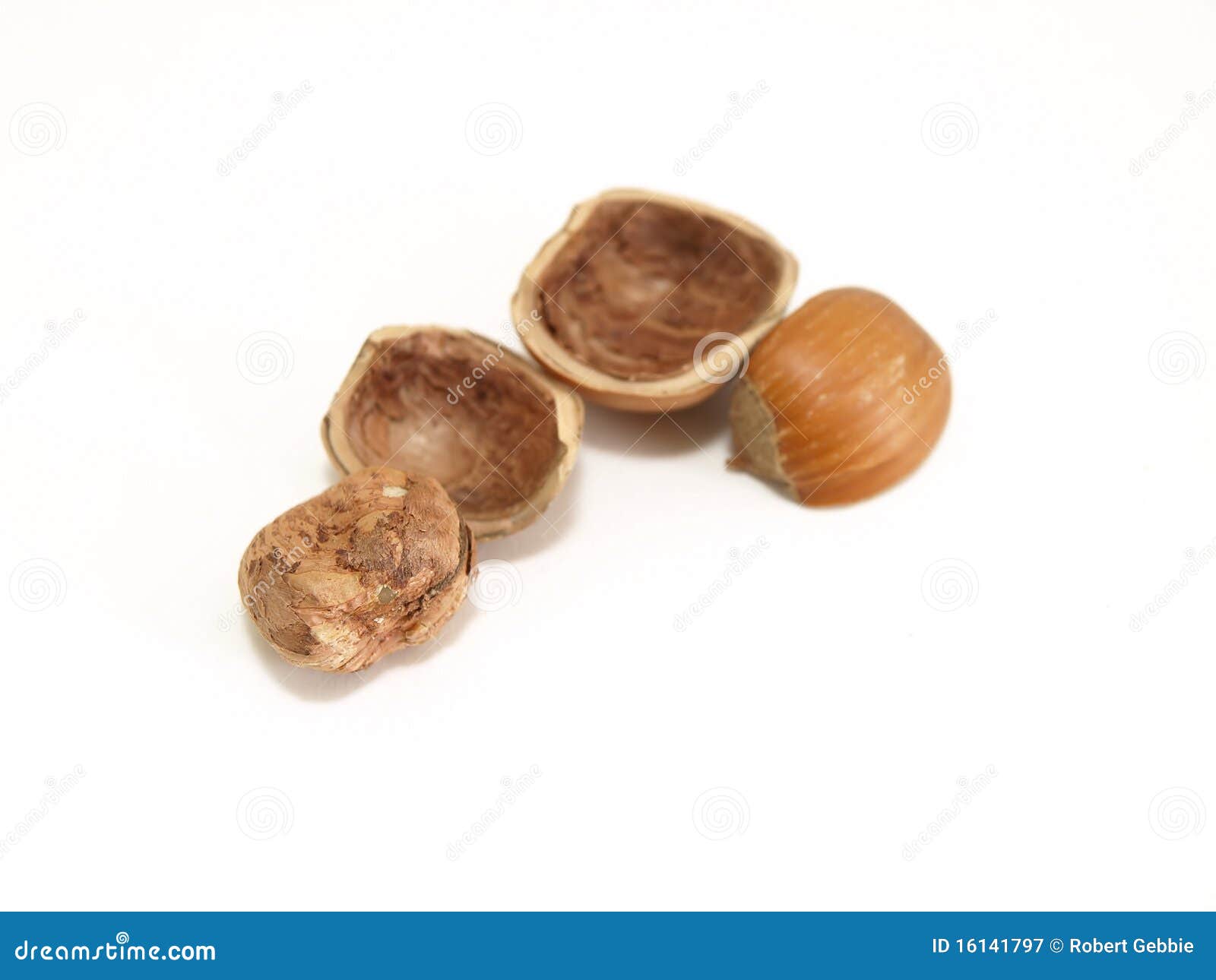 Opened Hazelnut stock image. Image of brown, isolated - 16141797