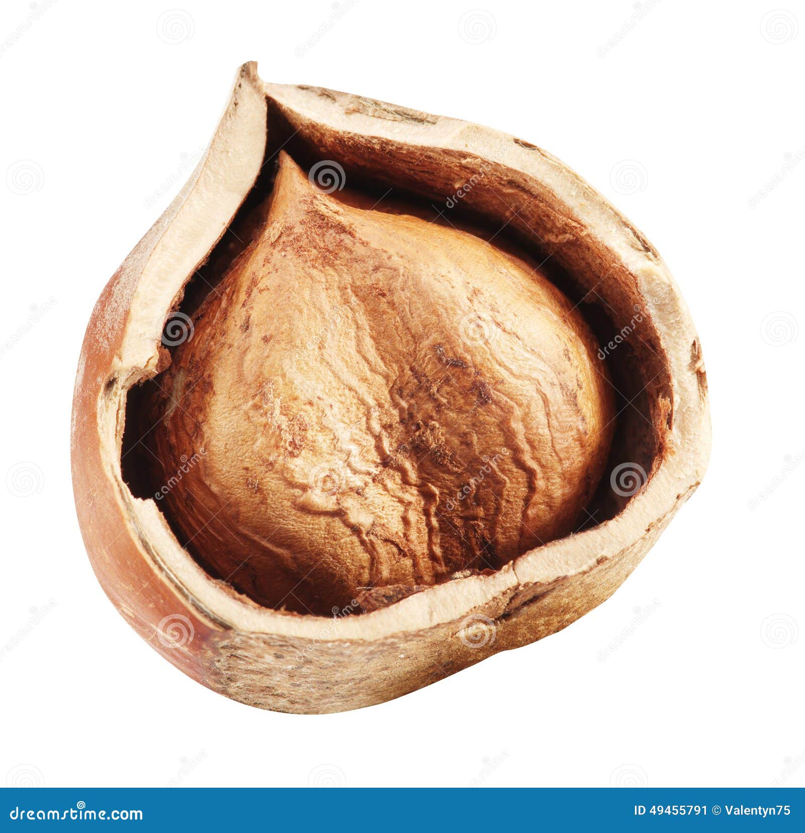 Opened Hazelnut on a White Background. Stock Image - Image of hazelnut ...