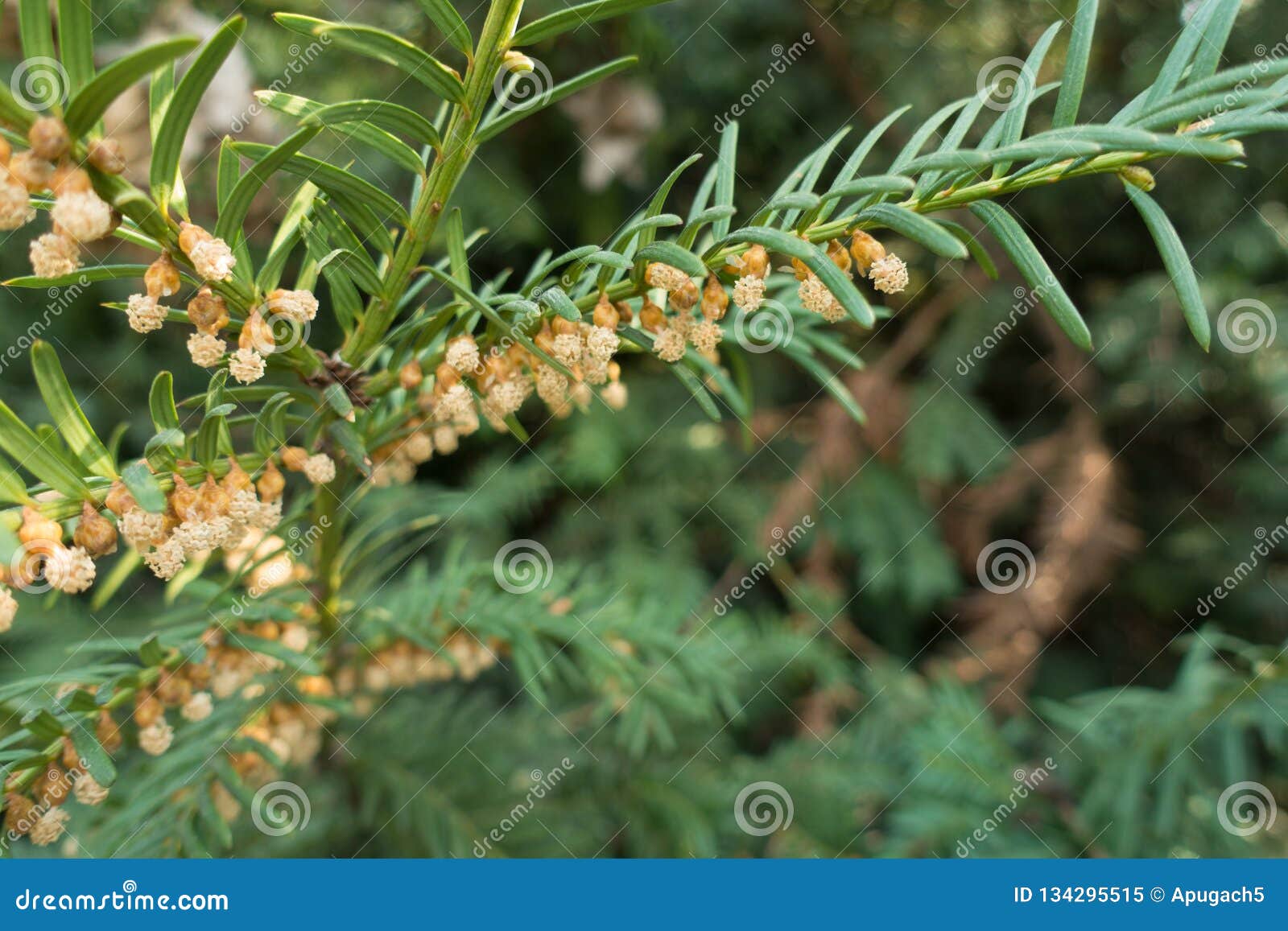 Opened male cones of yew stock image. Image of needle - 134295515