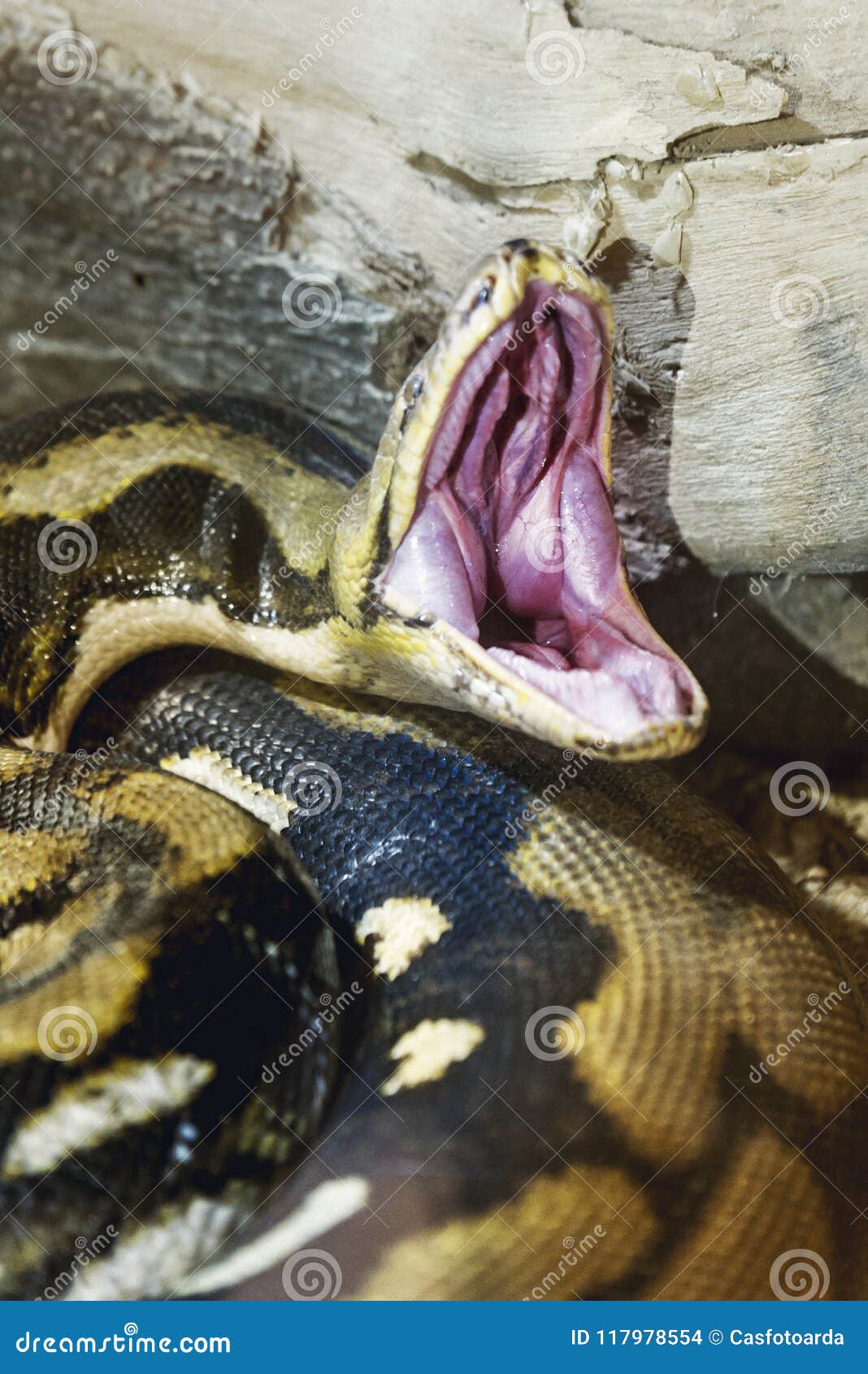 Opened mouth Python. stock photo. Image of anaconda - 117978554 Opened mouth Python. stock photo. Image of anaconda - 117978554