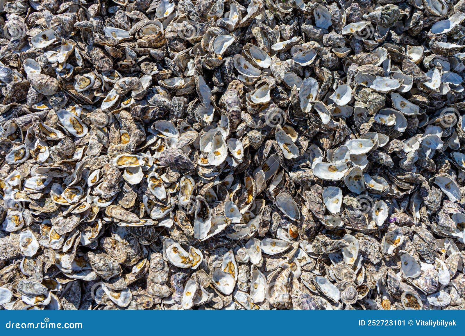 Opened Oyster Shells Background Stock Image - Image of shellfish ...