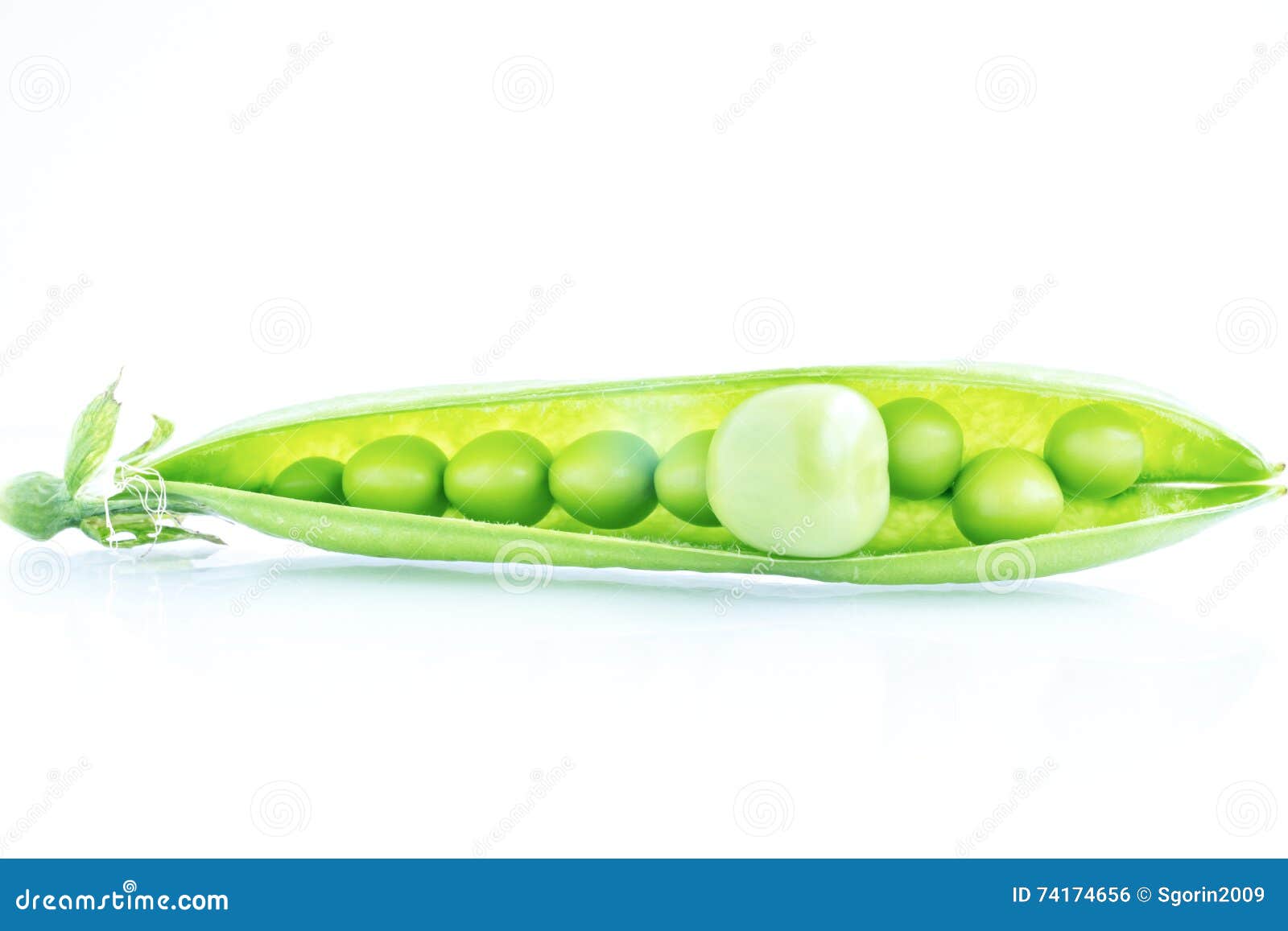 Opened pod full of peas stock photo. Image of bean, health - 74174656