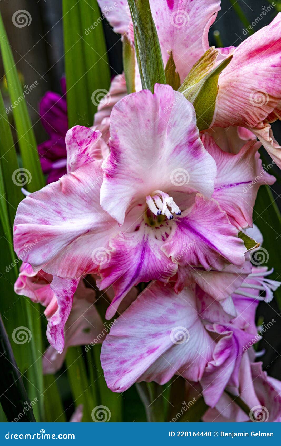 Opened Purple Gladiolus Flower Stock Photo - Image of design, blossom ...