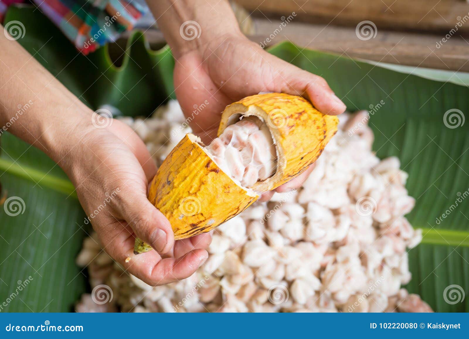 Opened Raw Fresh Cocoa Pod in Hands with Beans Inside. Stock Photo ...