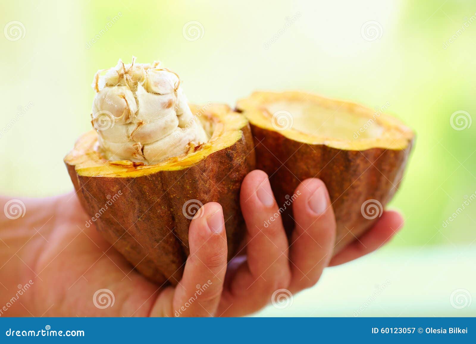 Opened Raw, Fresh Cocoa Pod in Hands, with Beans Inside Stock Image ...