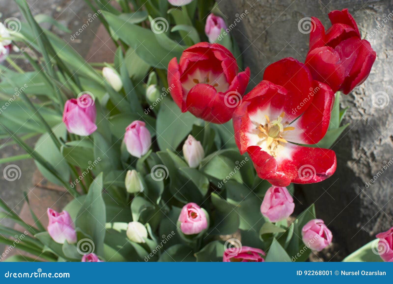 Opened red tulip stock image. Image of colored, nature - 92268001