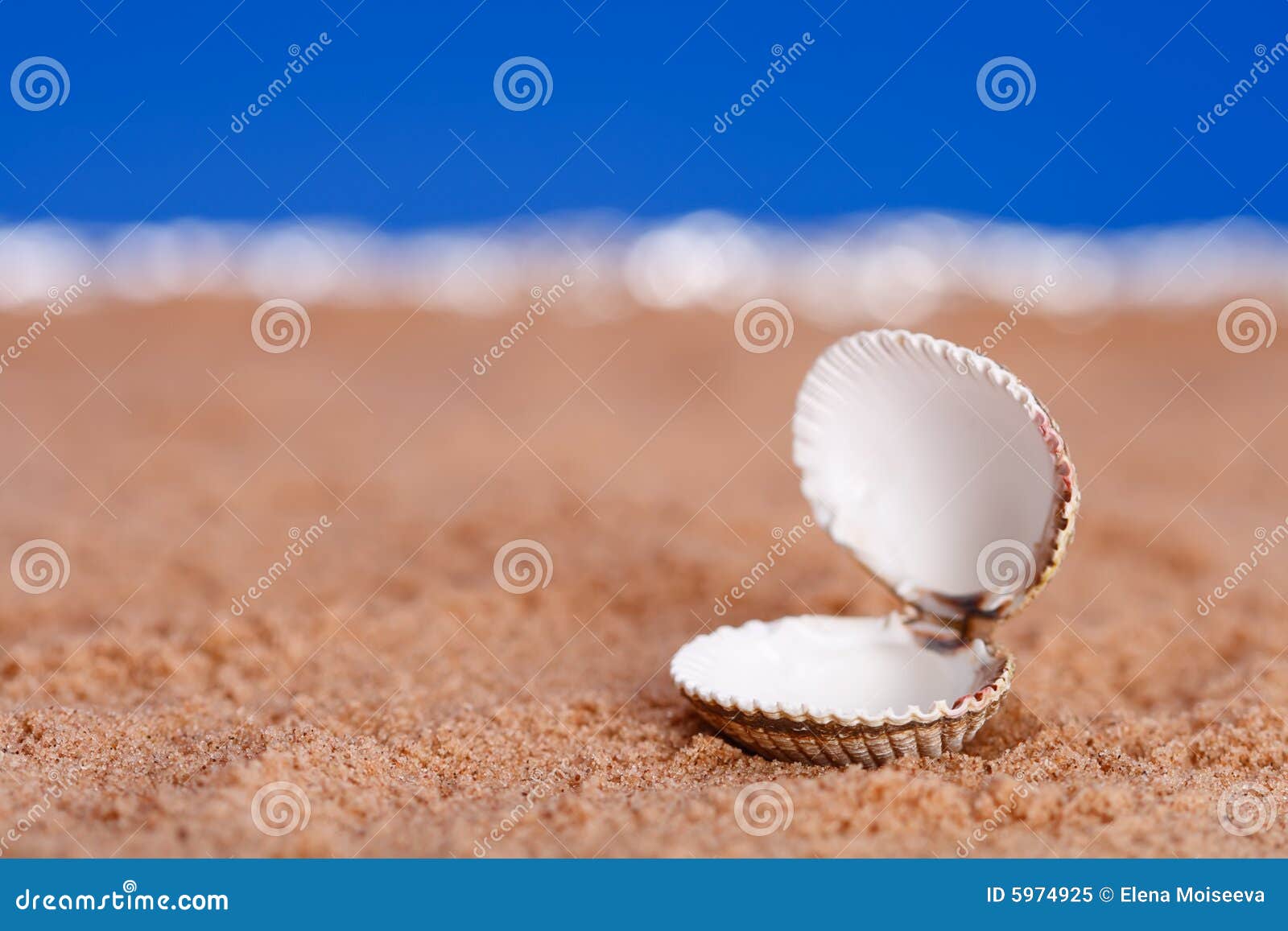 Opened Sea Shell On Beach Sand And Blue Sky Royalty Free Stock Photo ...