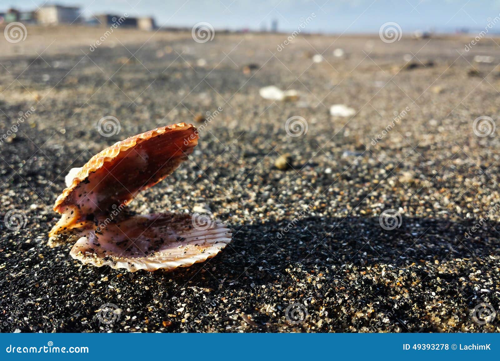 Opened Sea Shell stock photo. Image of detail, macro - 49393278