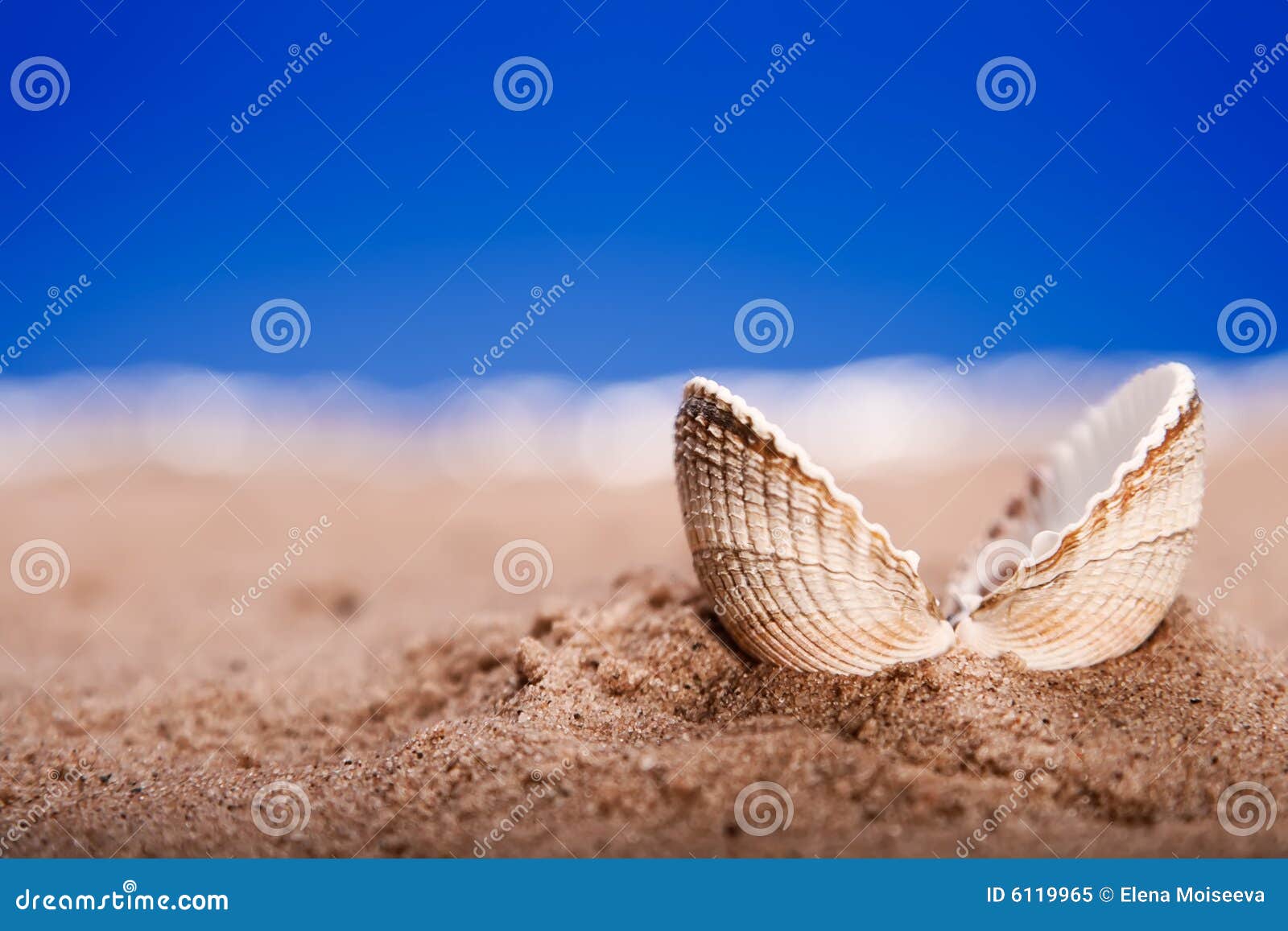 Opened Sea Shell Seashell on Beach Sand Stock Image - Image of opened ...
