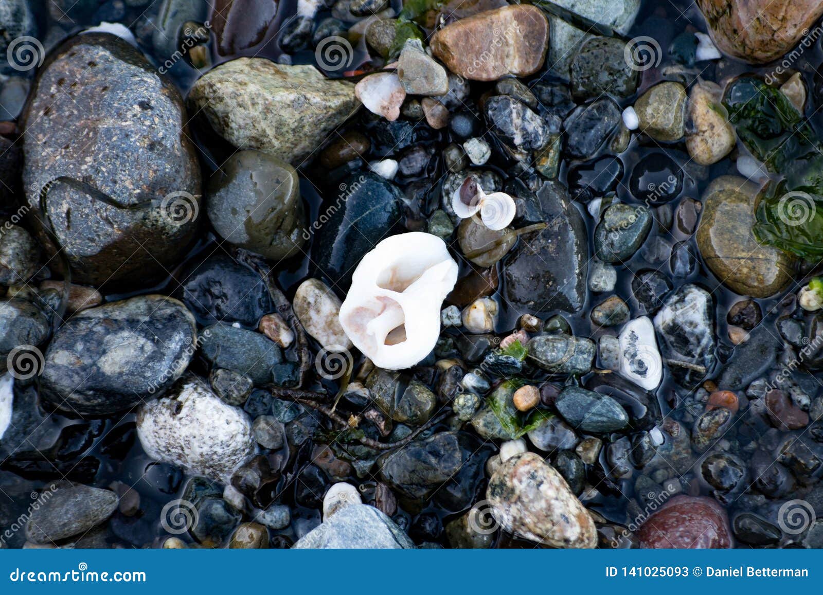 Opened Seashells on a Rocky Northwest Beach Stock Image - Image of park ...