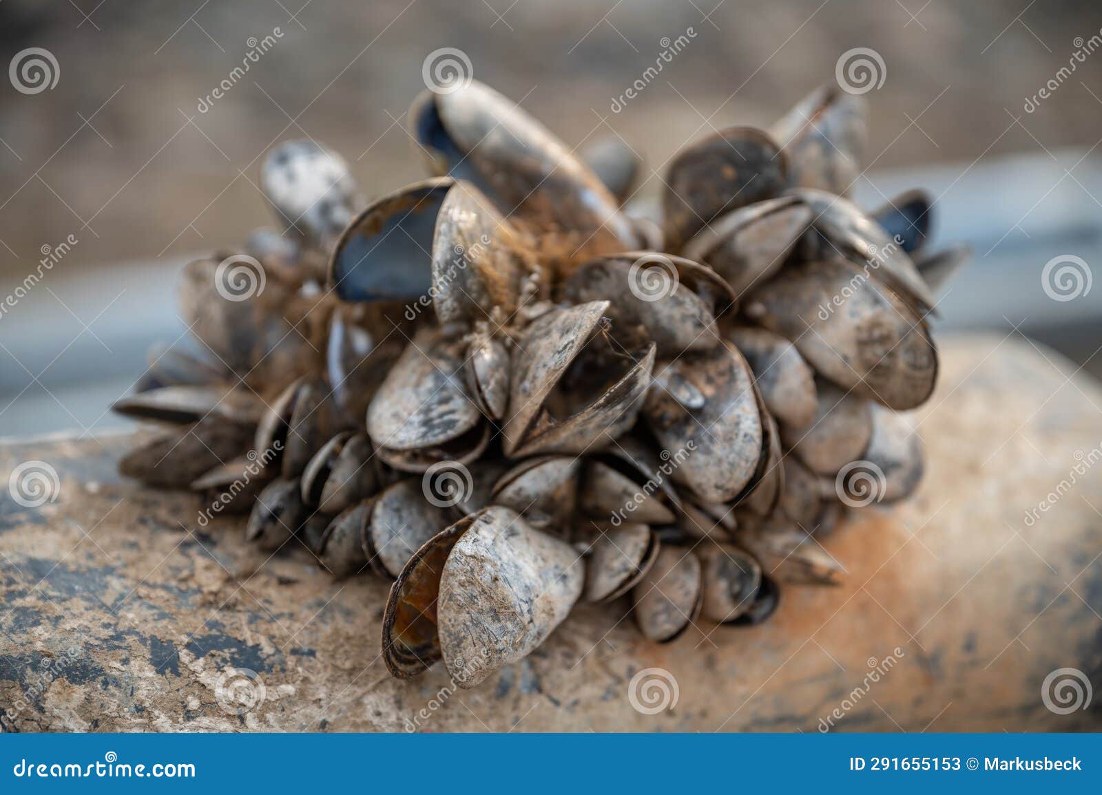 Opened Shells Attached To a Ship at the Harbor, Seydisfjordur, Iceland ...