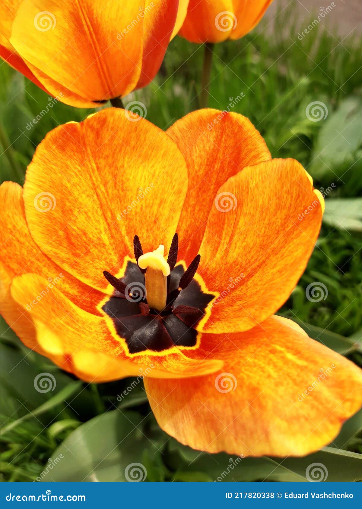 Tulip flower open stock photo. Image of royaltyfree - 217820338