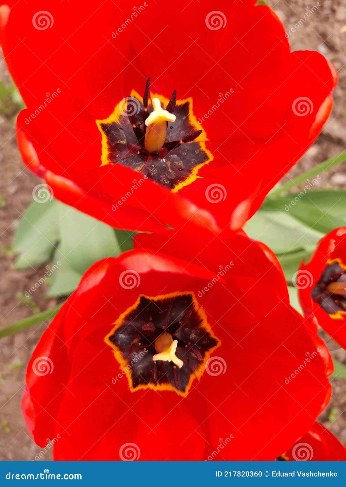 Tulip flower open stock photo. Image of closeup, summer - 217820360