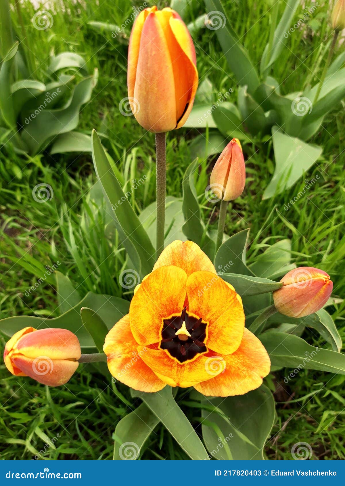 Tulip flower open stock image. Image of closeup, floral - 217820403