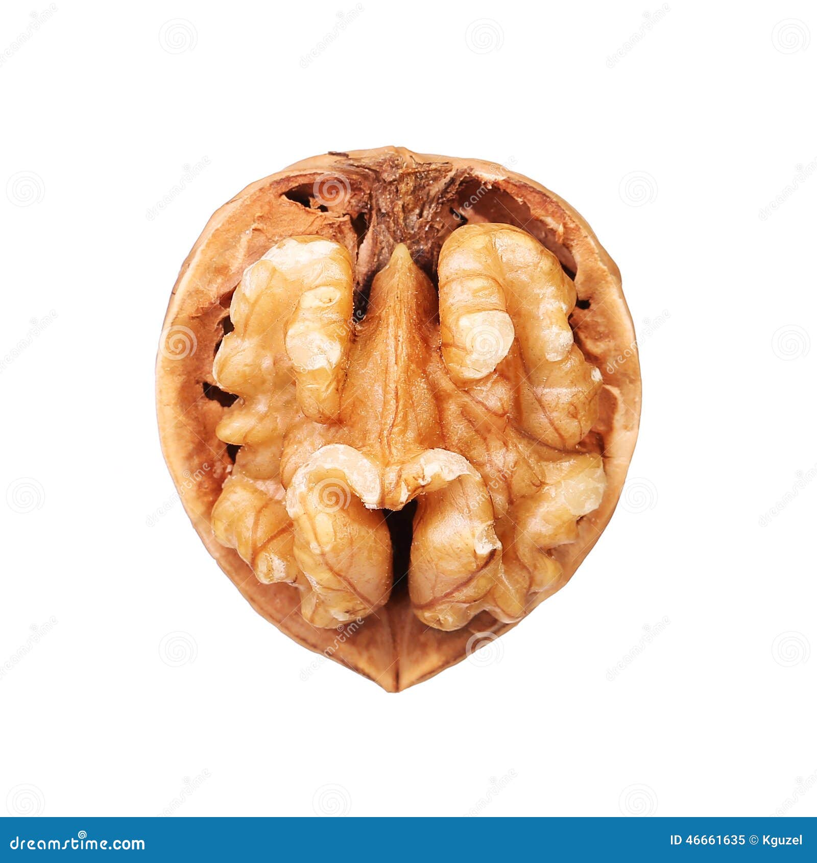 Opened Walnut Half in Shell Isolated Stock Image - Image of nutty, fall ...