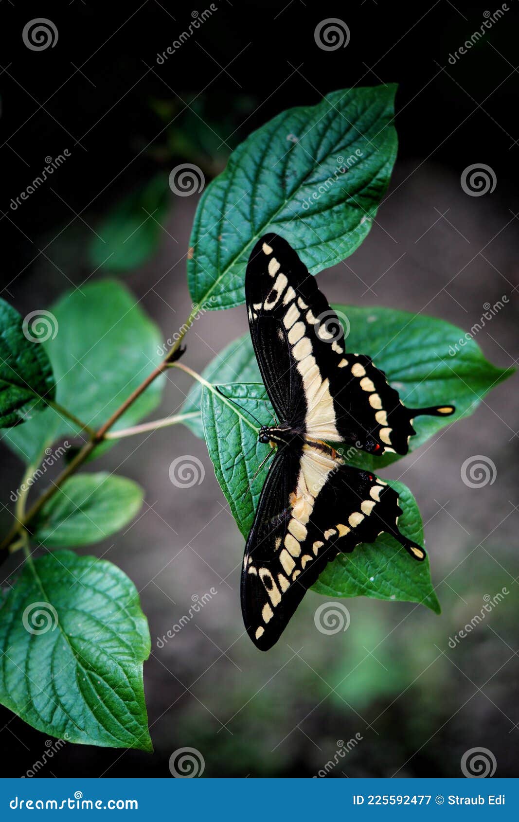 Opened wings butterfly stock image. Image of wildlife - 225592477