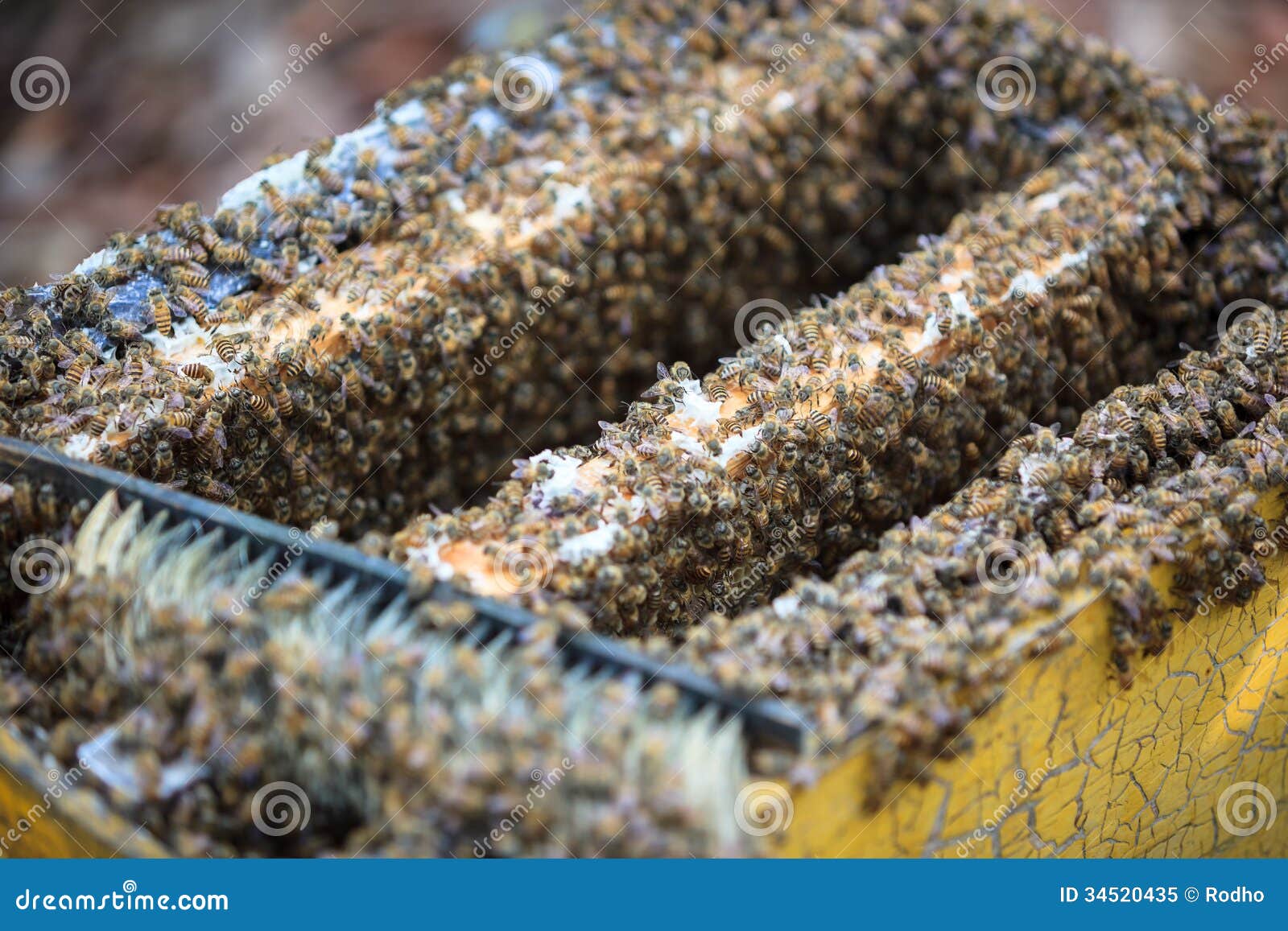 Opening bee hive stock image. Image of honeycomb, beeyard - 34520435