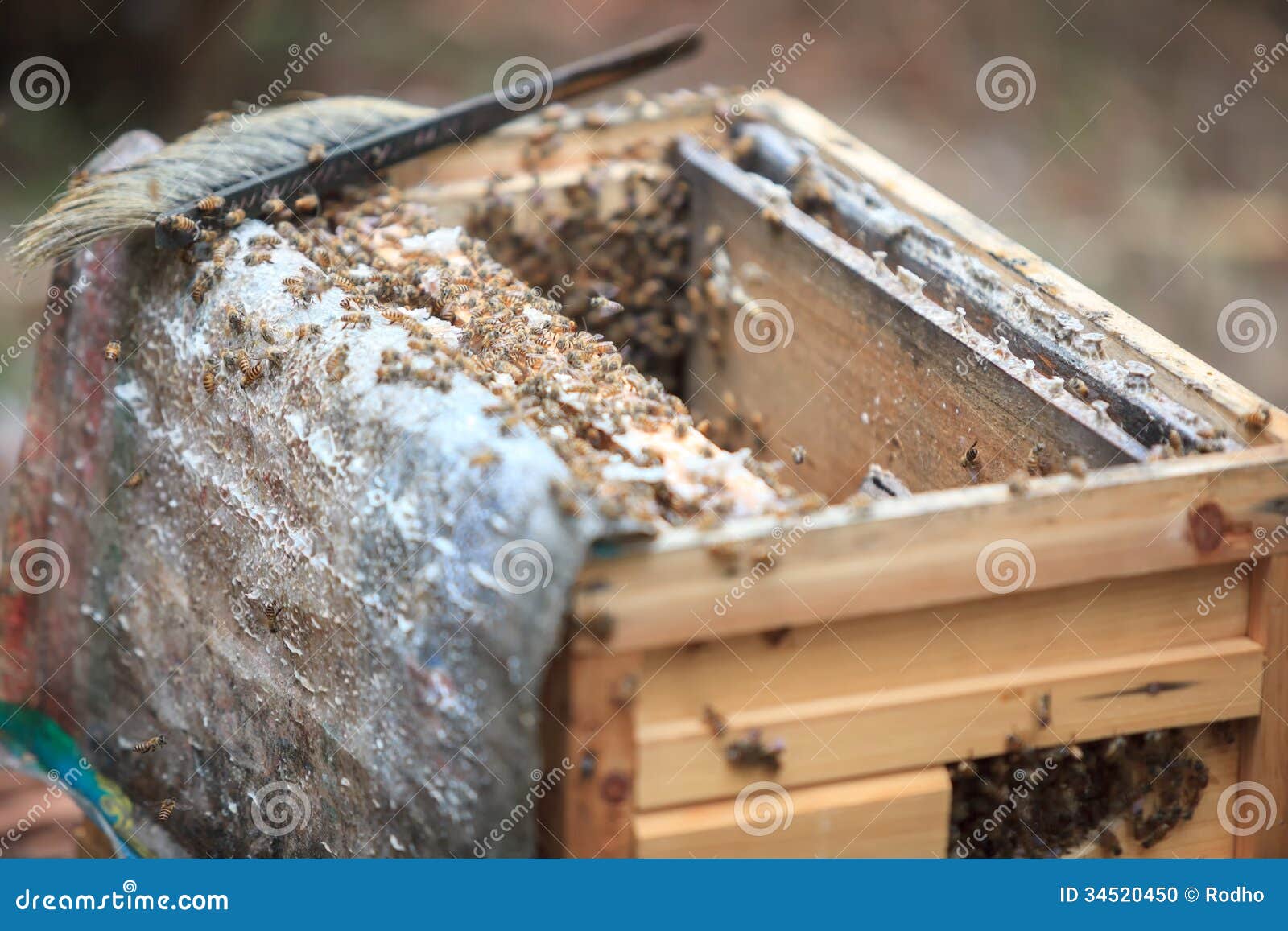 Opening bee hive stock photo. Image of honeycomb, apiculture - 34520450