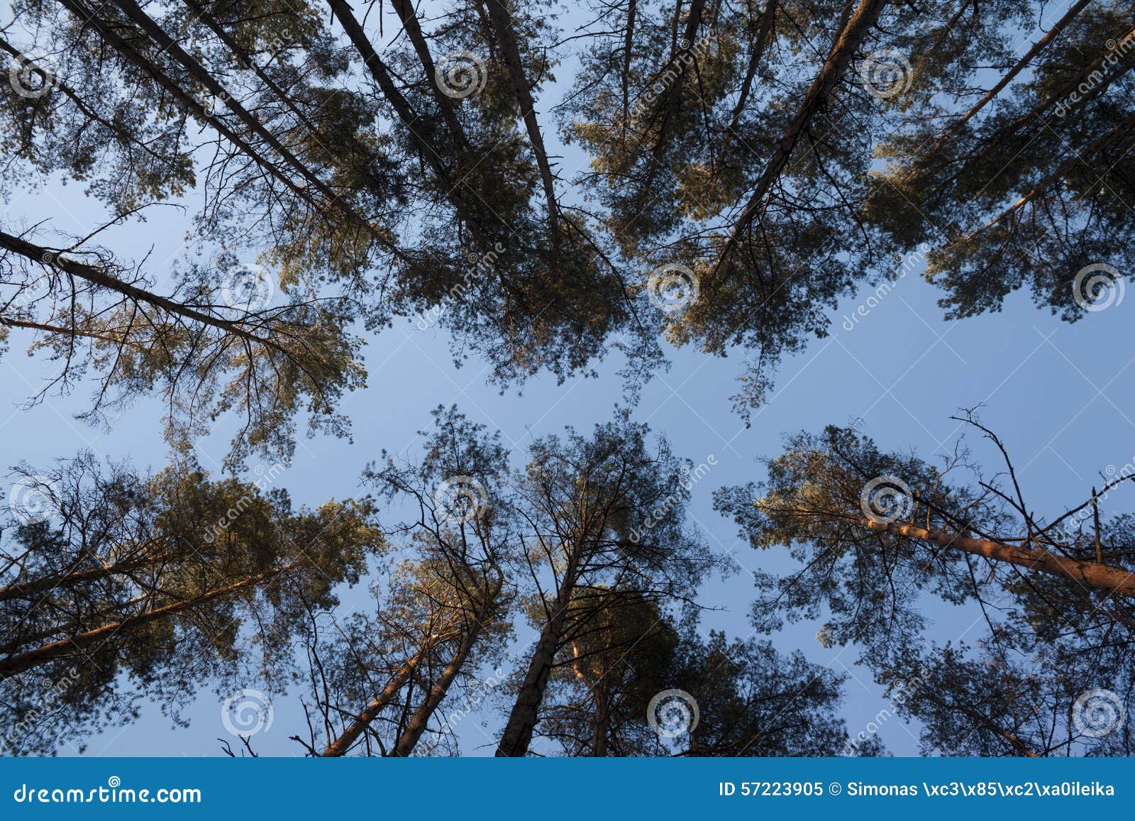 Opening of Blue Sky between Pine Trees Branches in the Forest Stock ...