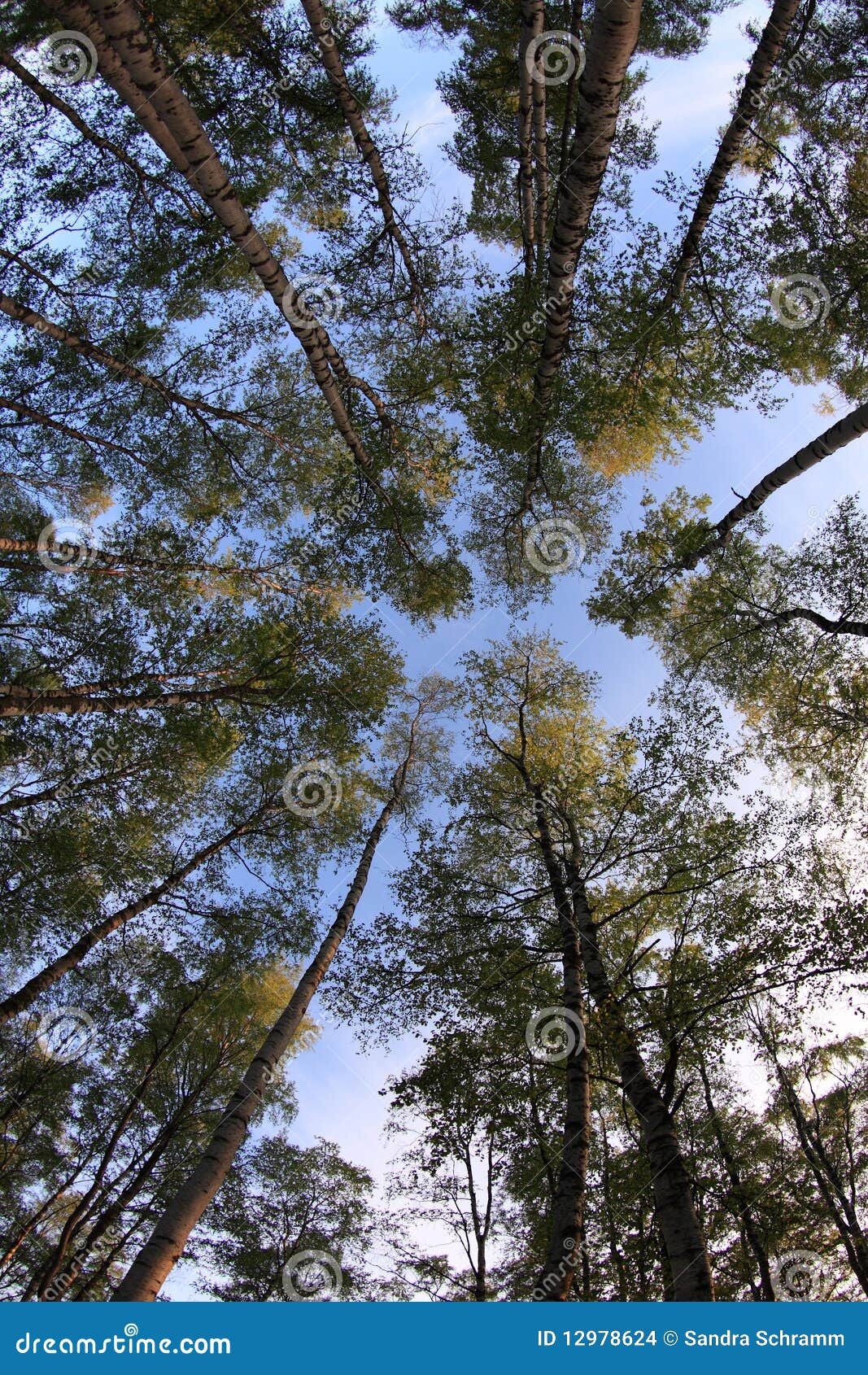 Opening between branches stock photo. Image of tree, forest - 12978624