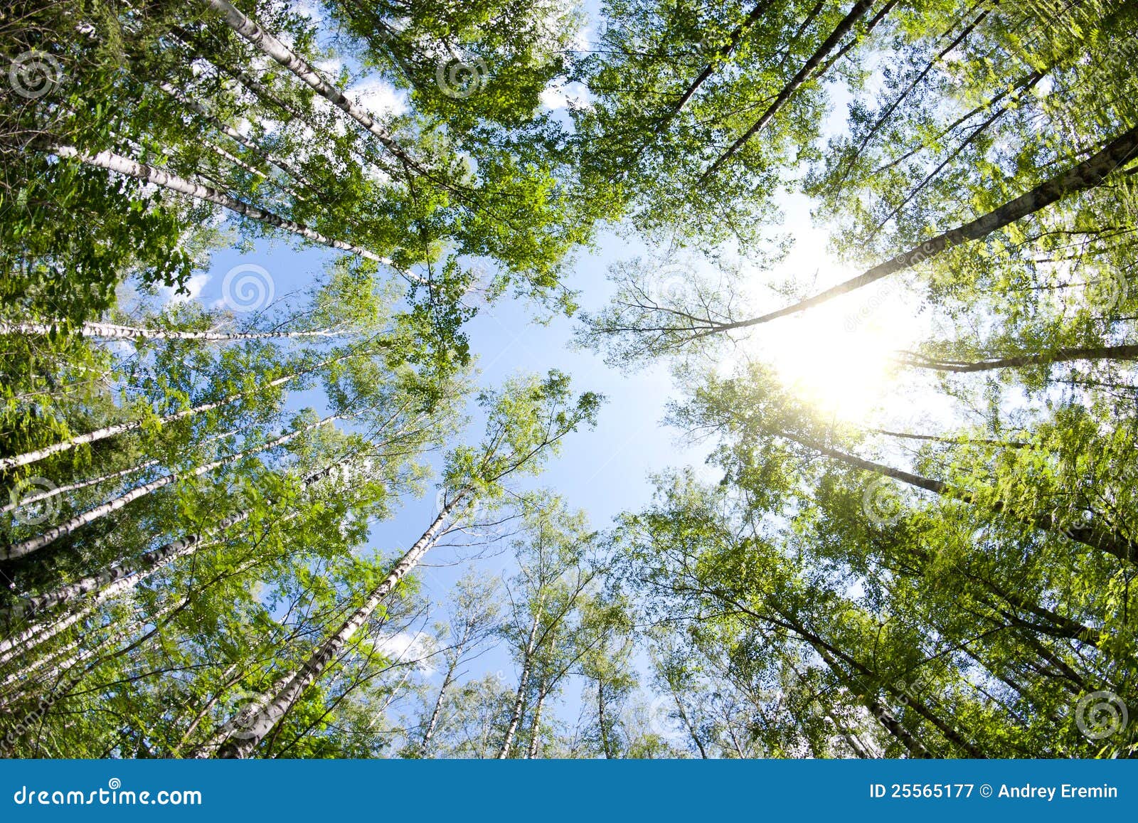 Opening between Branches in Forest Stock Image - Image of blue, bright ...