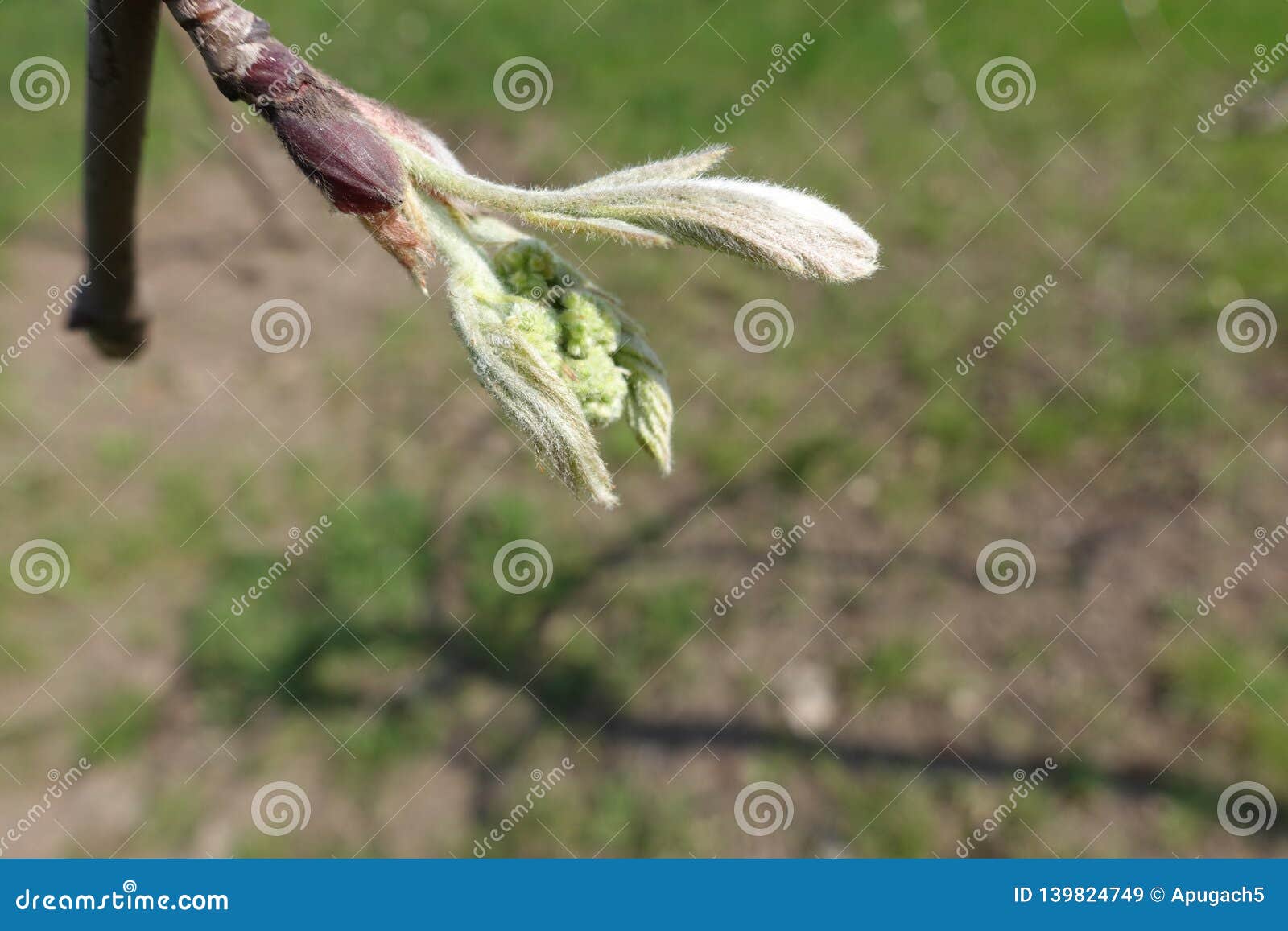 Opening Bud of Rowan in Spring Stock Image - Image of life, ornamental ...