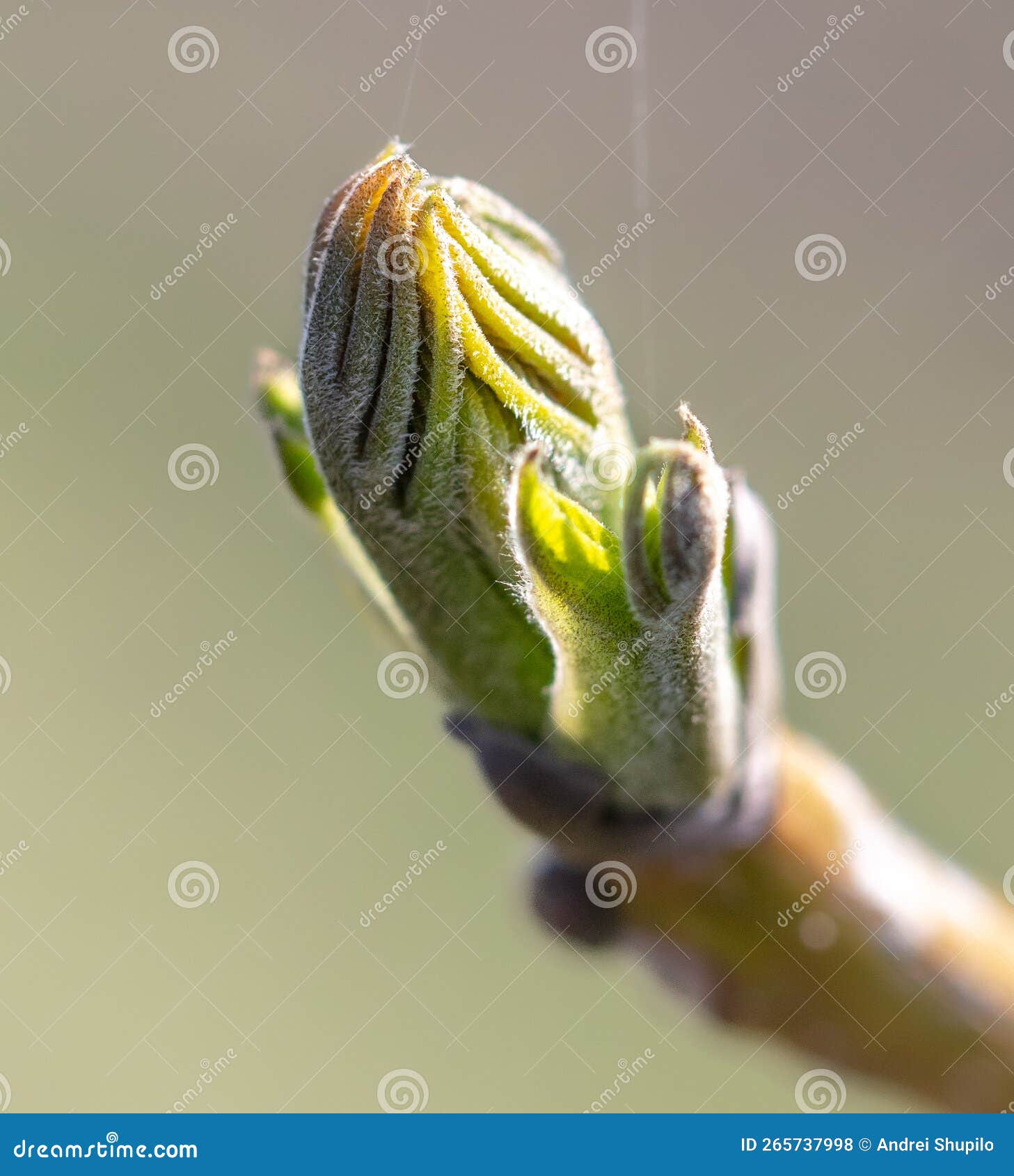 Opening Bud on a Walnut Branch Stock Photo - Image of outdoor, fresh ...