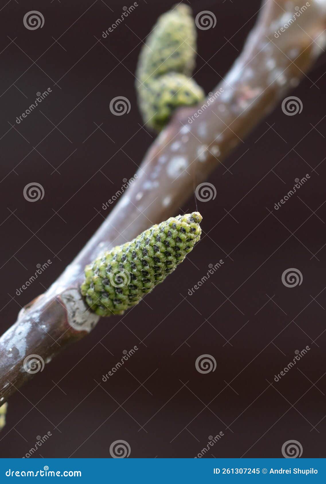Opening Bud on Walnut Branch in Spring. Stock Image - Image of waking ...