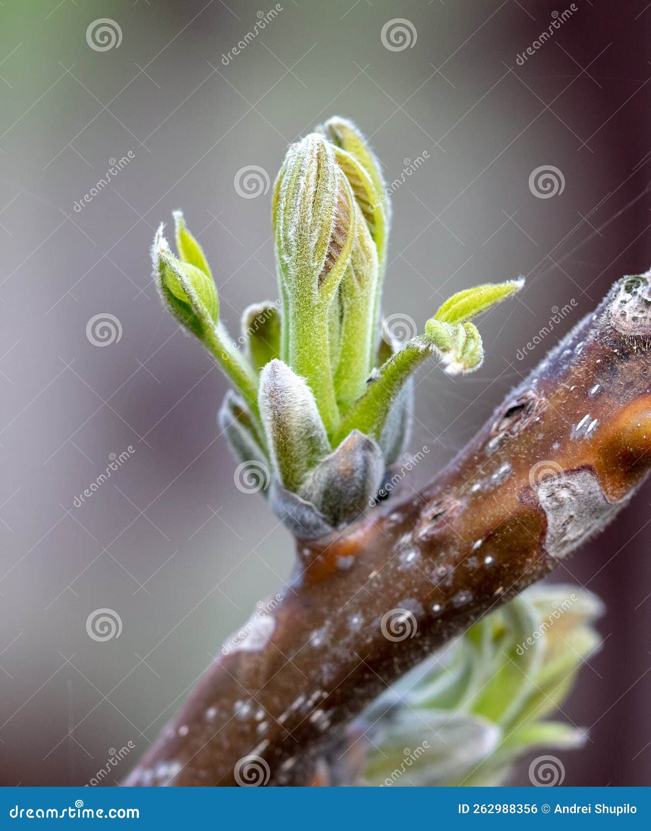 Opening Bud on Walnut Branch in Spring. Stock Photo - Image of flower ...