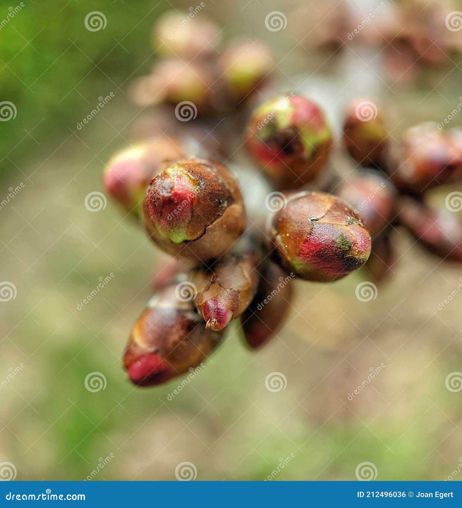 Opening Buds of a Cherry Tree Stock Photo - Image of cherry, macroshot ...