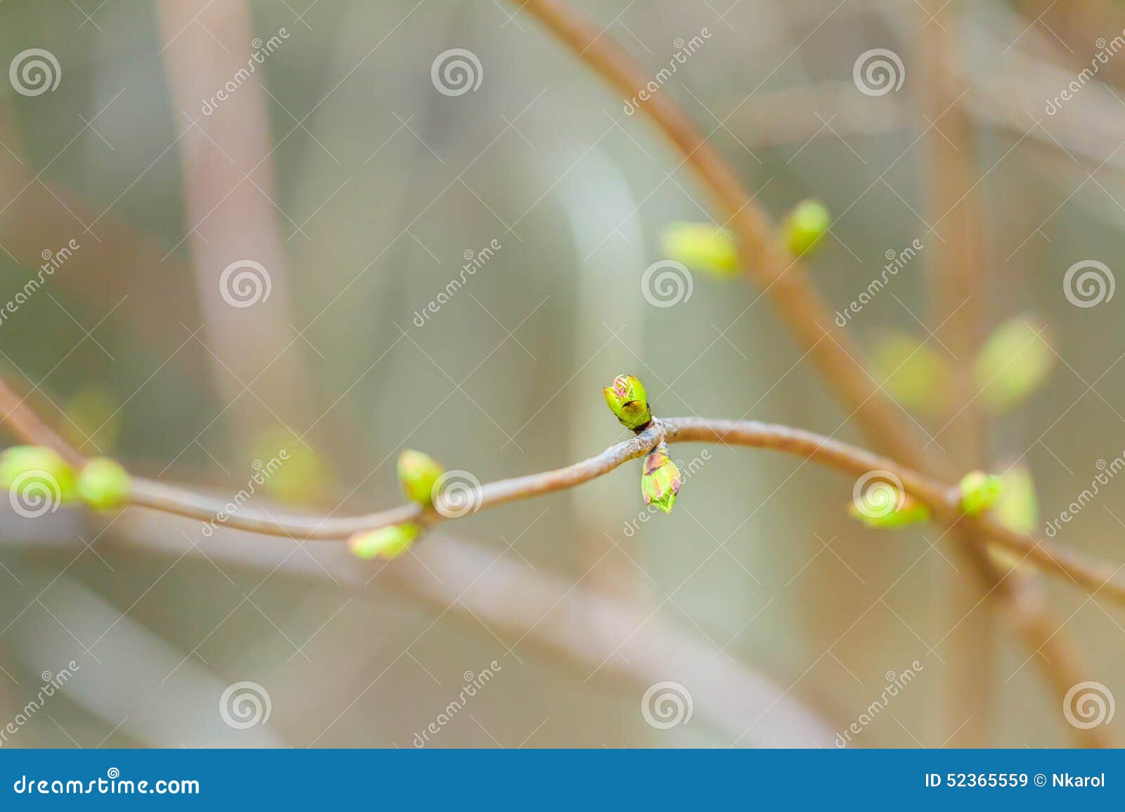 Opening Buds in Early Spring Season on Branch Stock Image - Image of ...