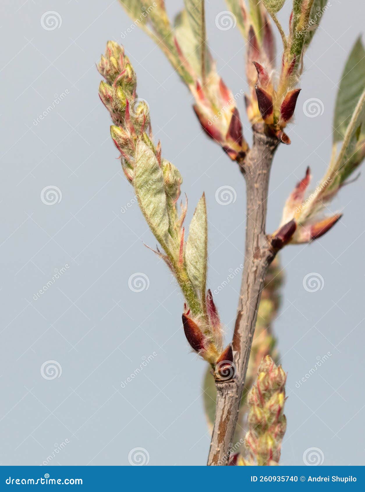 Opening Buds with Flowers on a Tree Branch in Spring. Stock Photo ...