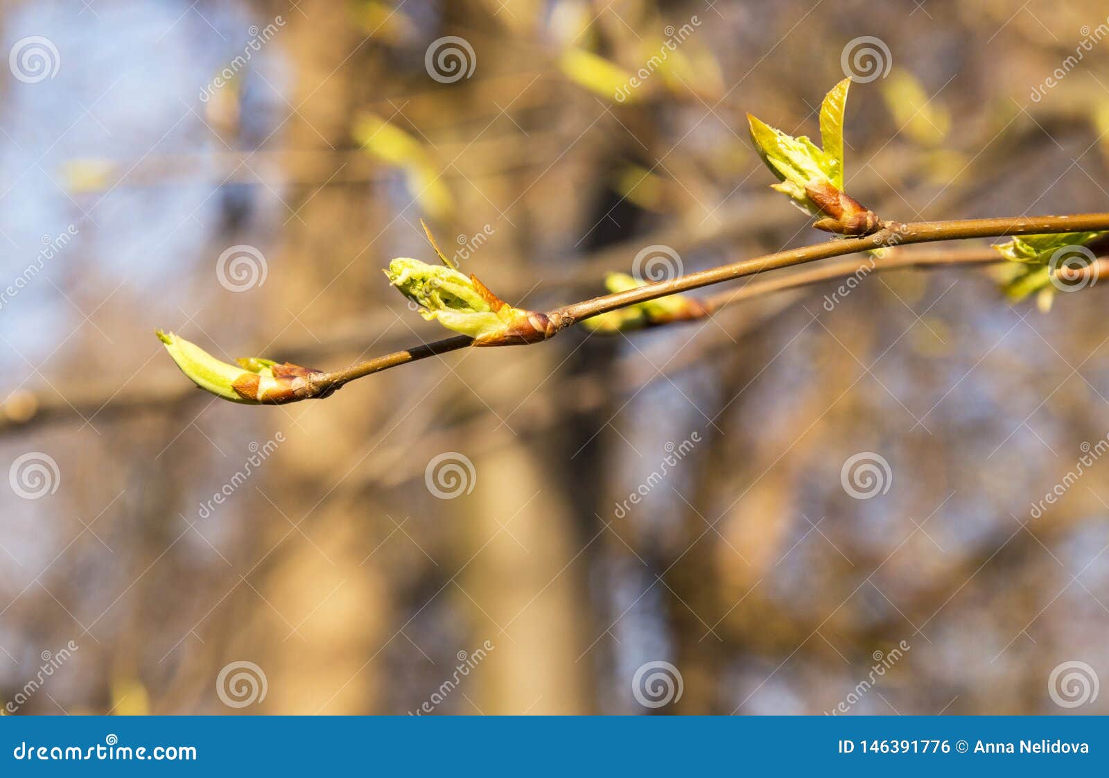 Opening Buds On Trees. Delicate Light Green New Leaves On Trees Stock ...