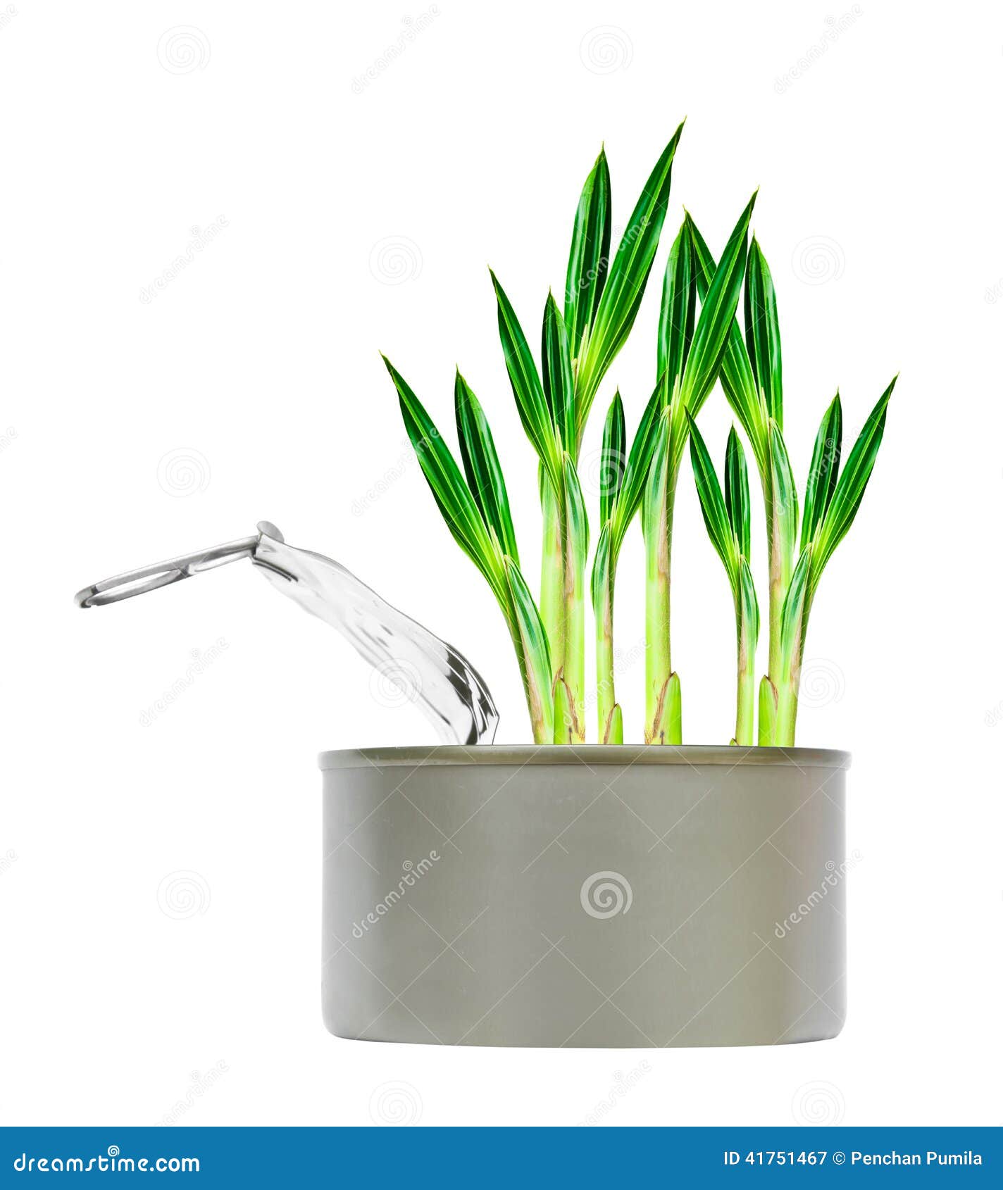 Opening a Can with a Tree Inside Stock Image - Image of openning ...