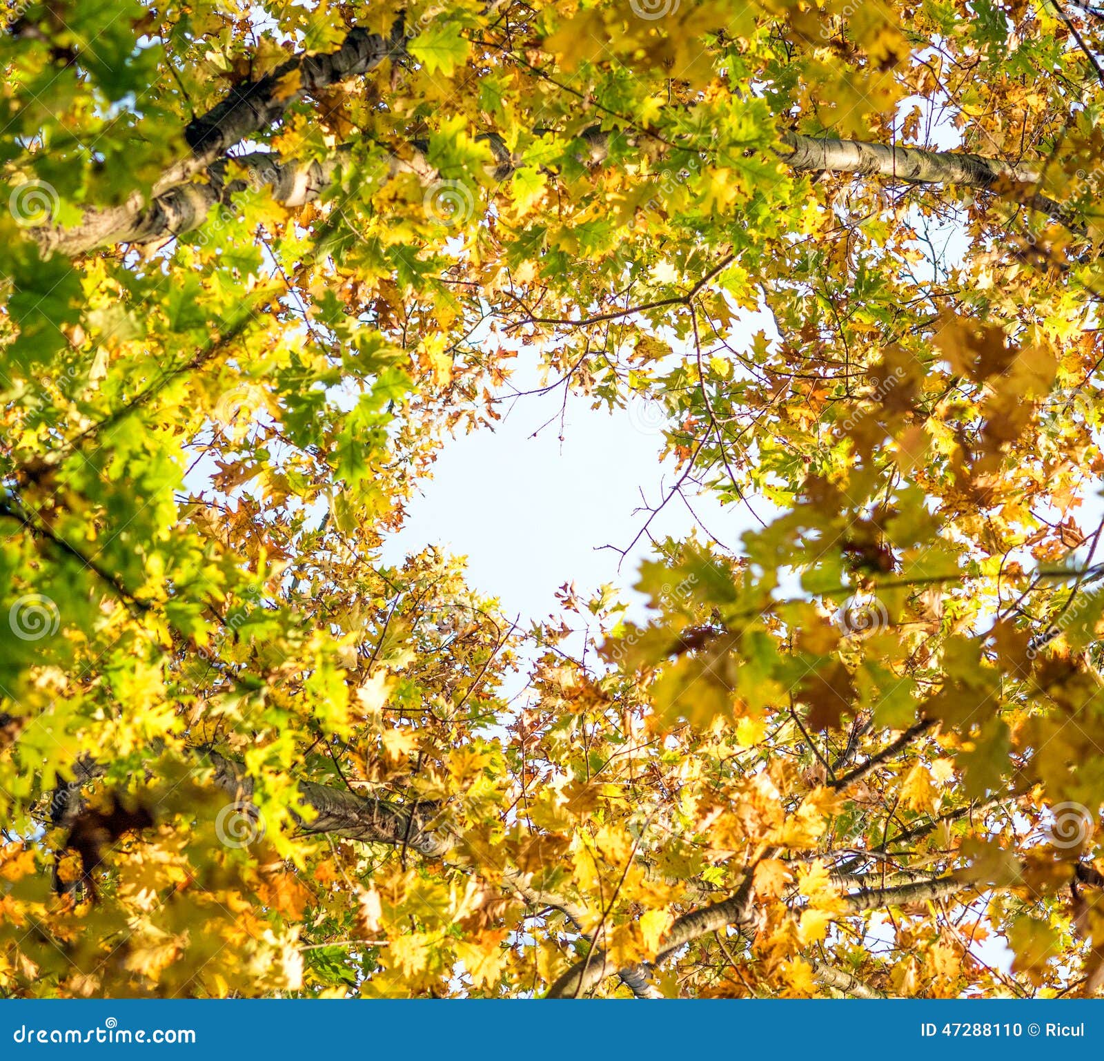 Opening in the canopy stock photo. Image of forest, october - 47288110