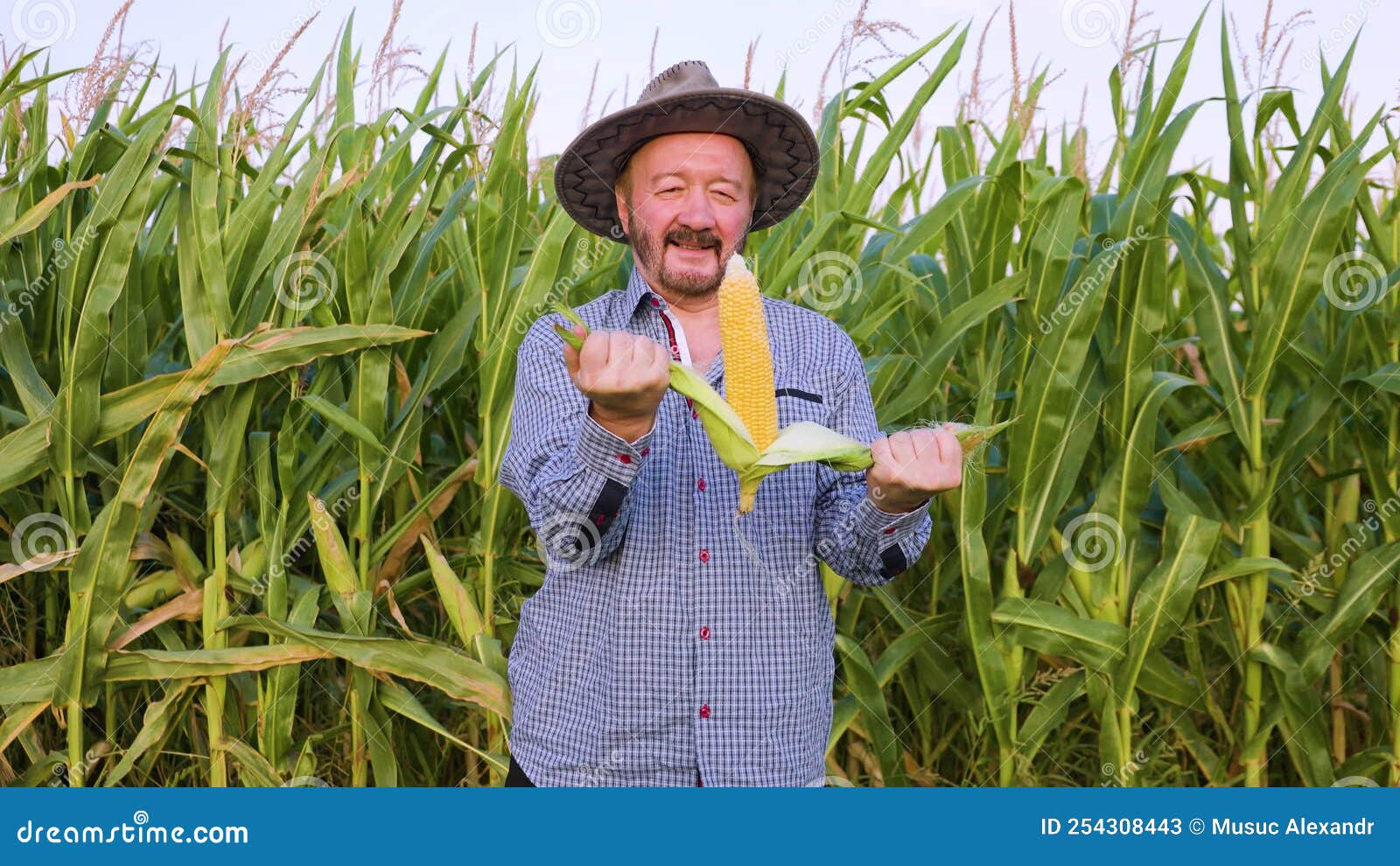 Opening a Corn in Hands, Elderly Farmer Worker Stands in Field, Stock ...