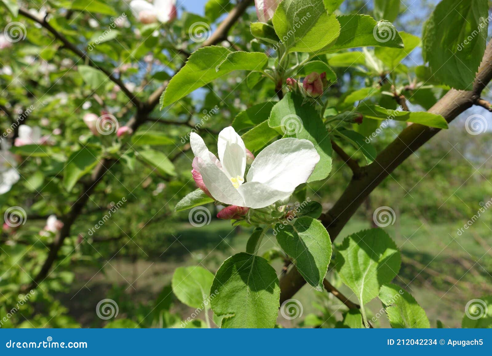 Opening Flower And Buds Of Cherry Plum Royalty-Free Stock Image ...