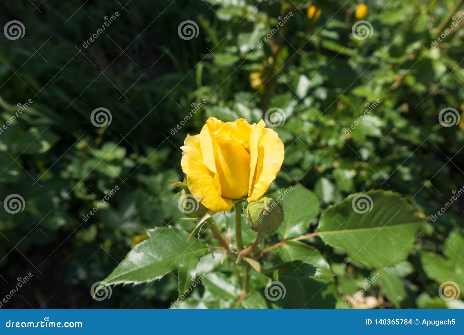 Opening Flower Bud of Yellow Rose Stock Photo - Image of botany, bloom ...