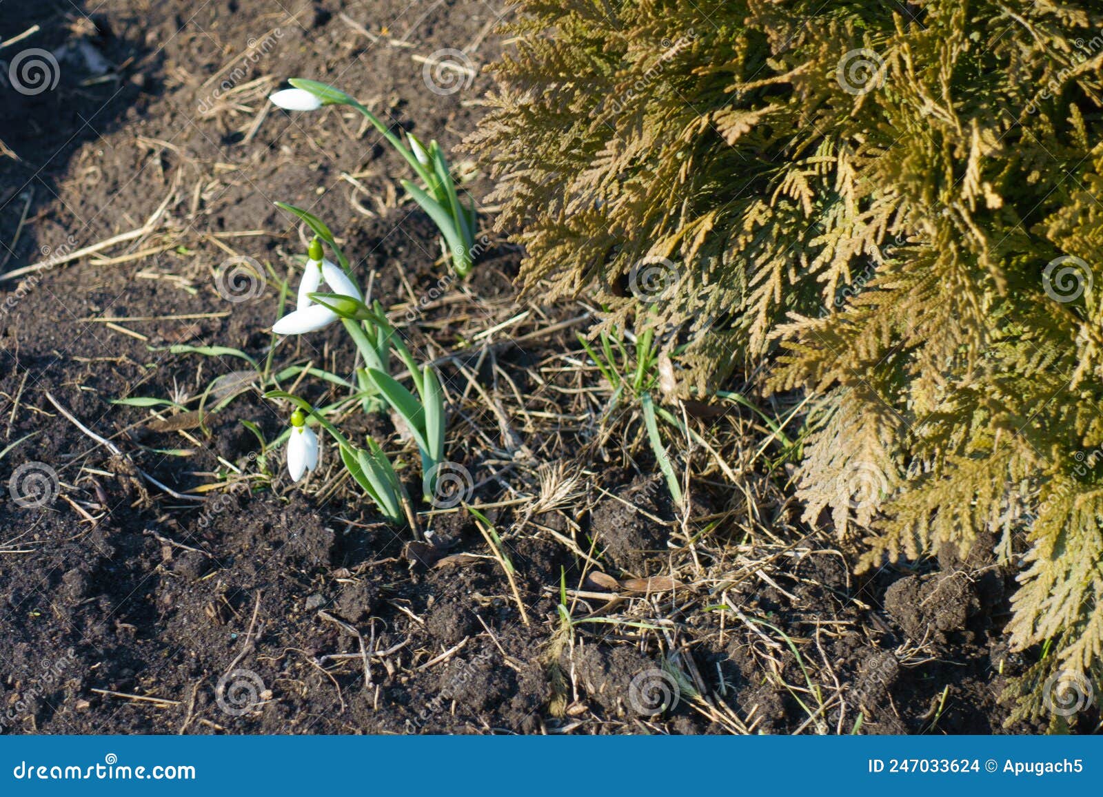 Opening Flower Buds of Snowdrops in January Stock Photo - Image of ...