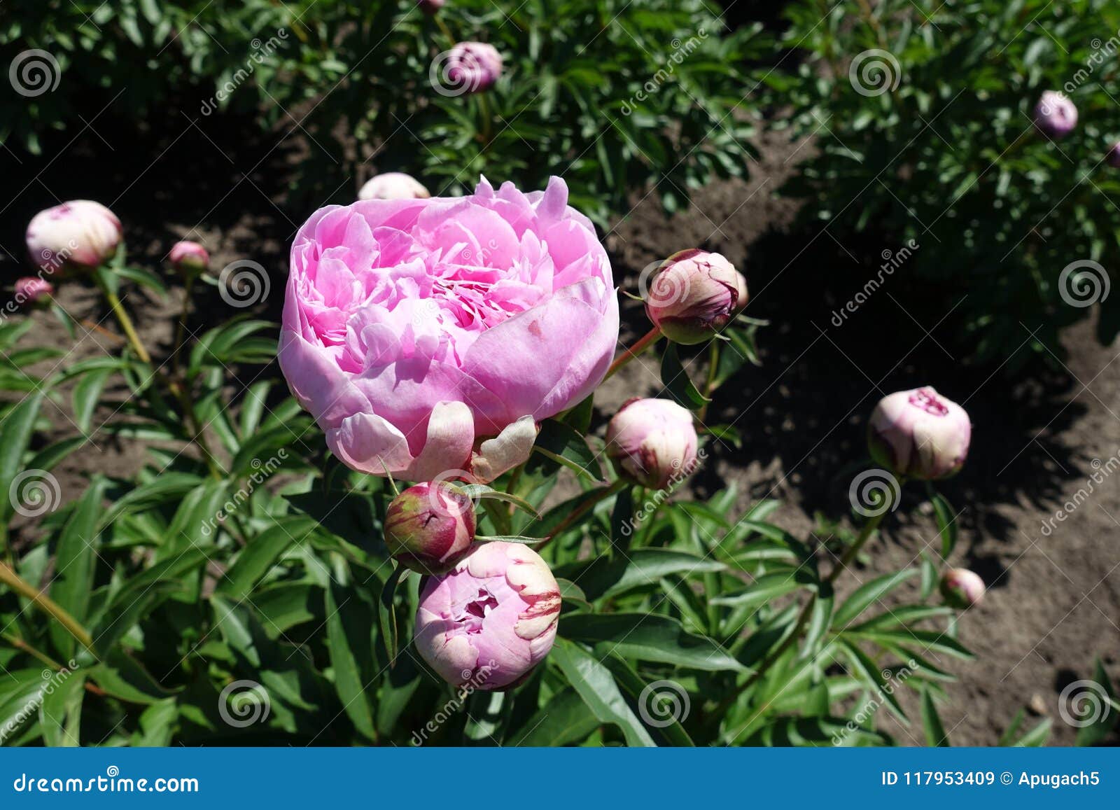 Opening Flower Buds of Peonies Stock Image - Image of ornamental ...