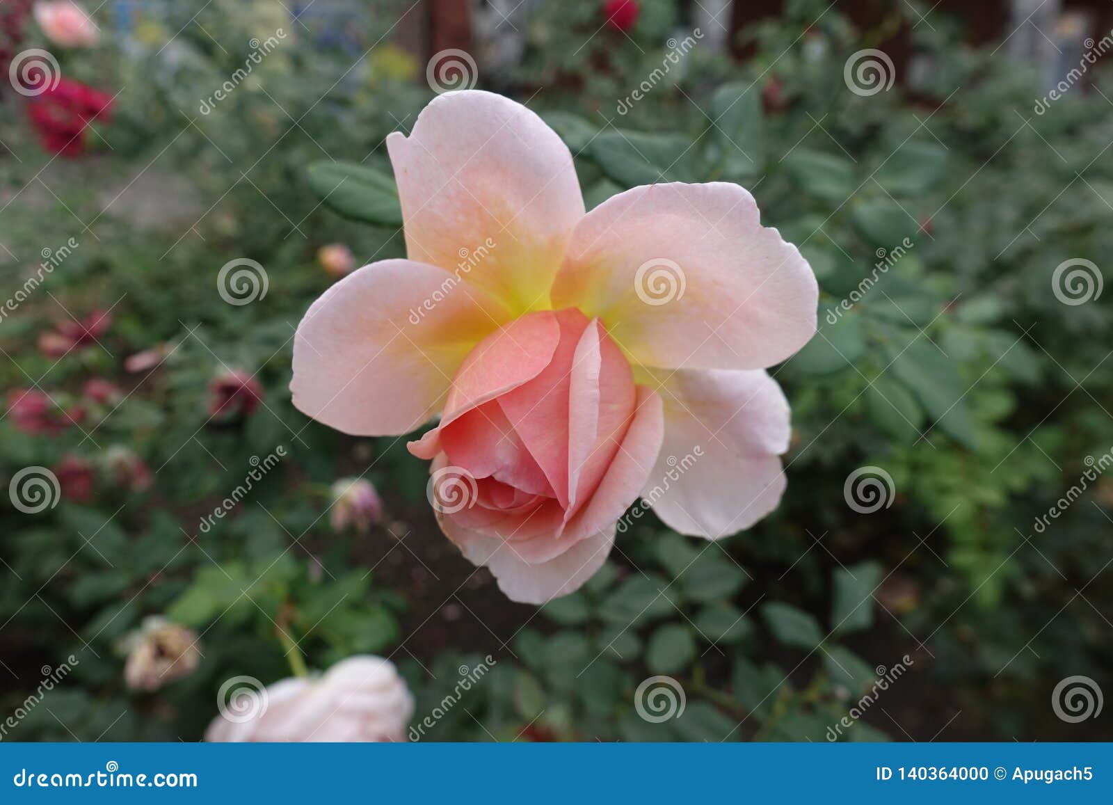 Opening Flower And Buds Of Cherry Plum Royalty-Free Stock Image ...