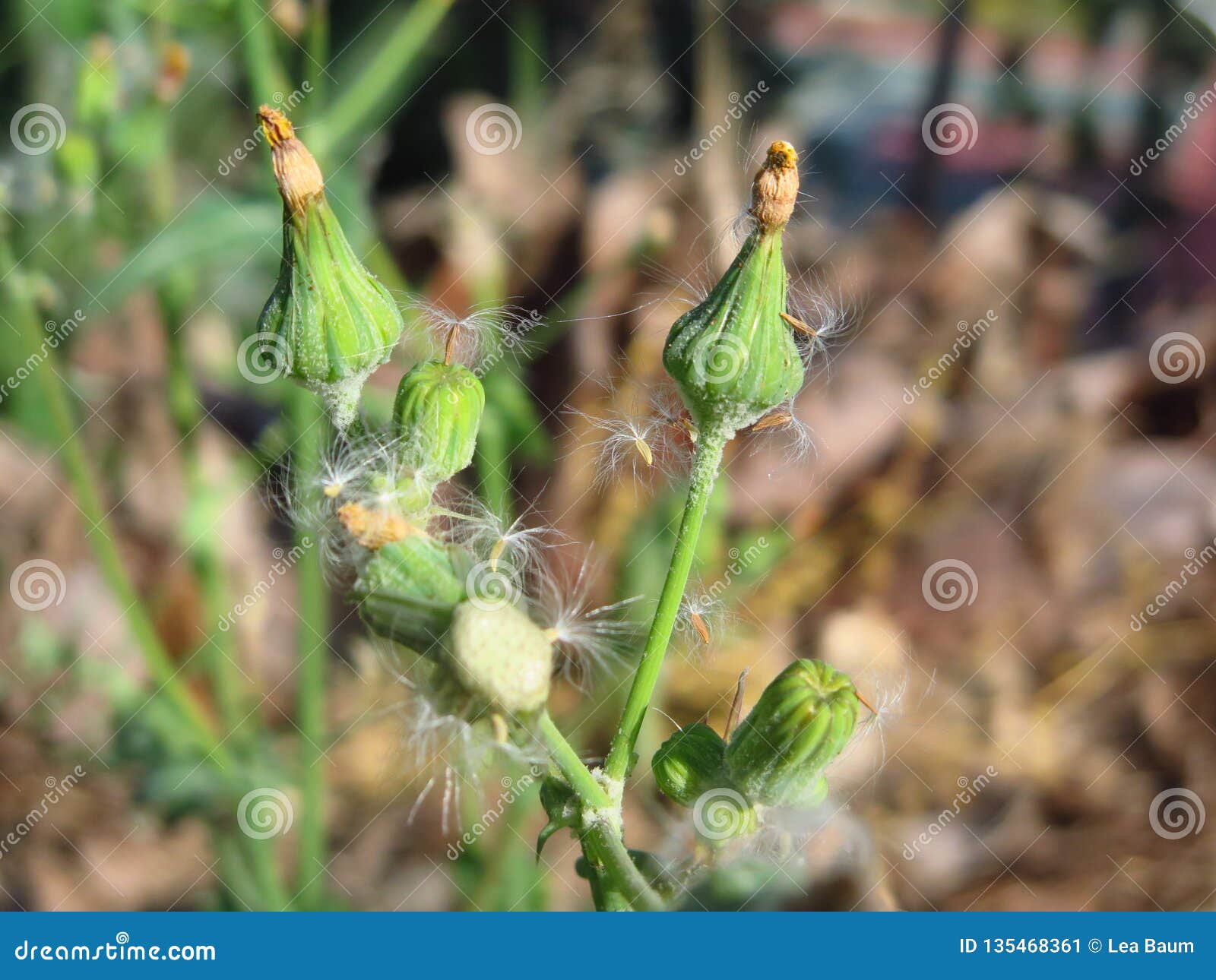 A opening of the flower stock image. Image of opening - 135468361