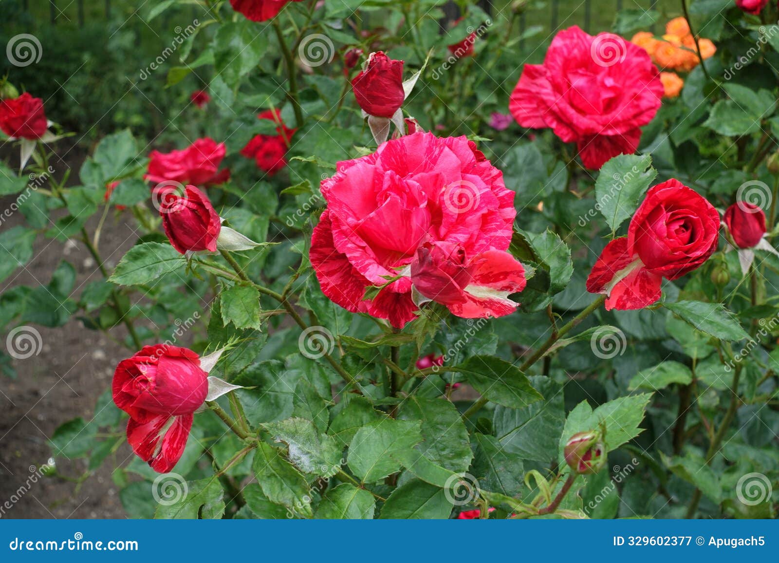 Opening Flowers of Striped Red Rose in June Stock Image - Image of bush ...