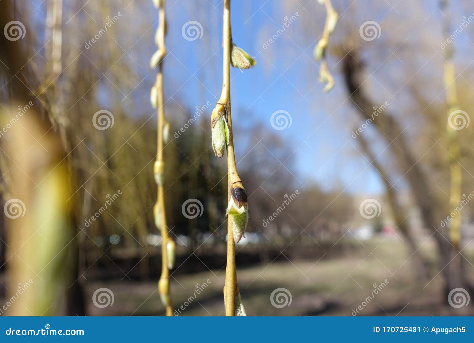 Opening Flowers of Weeping Willow in Spring Stock Image - Image of ...